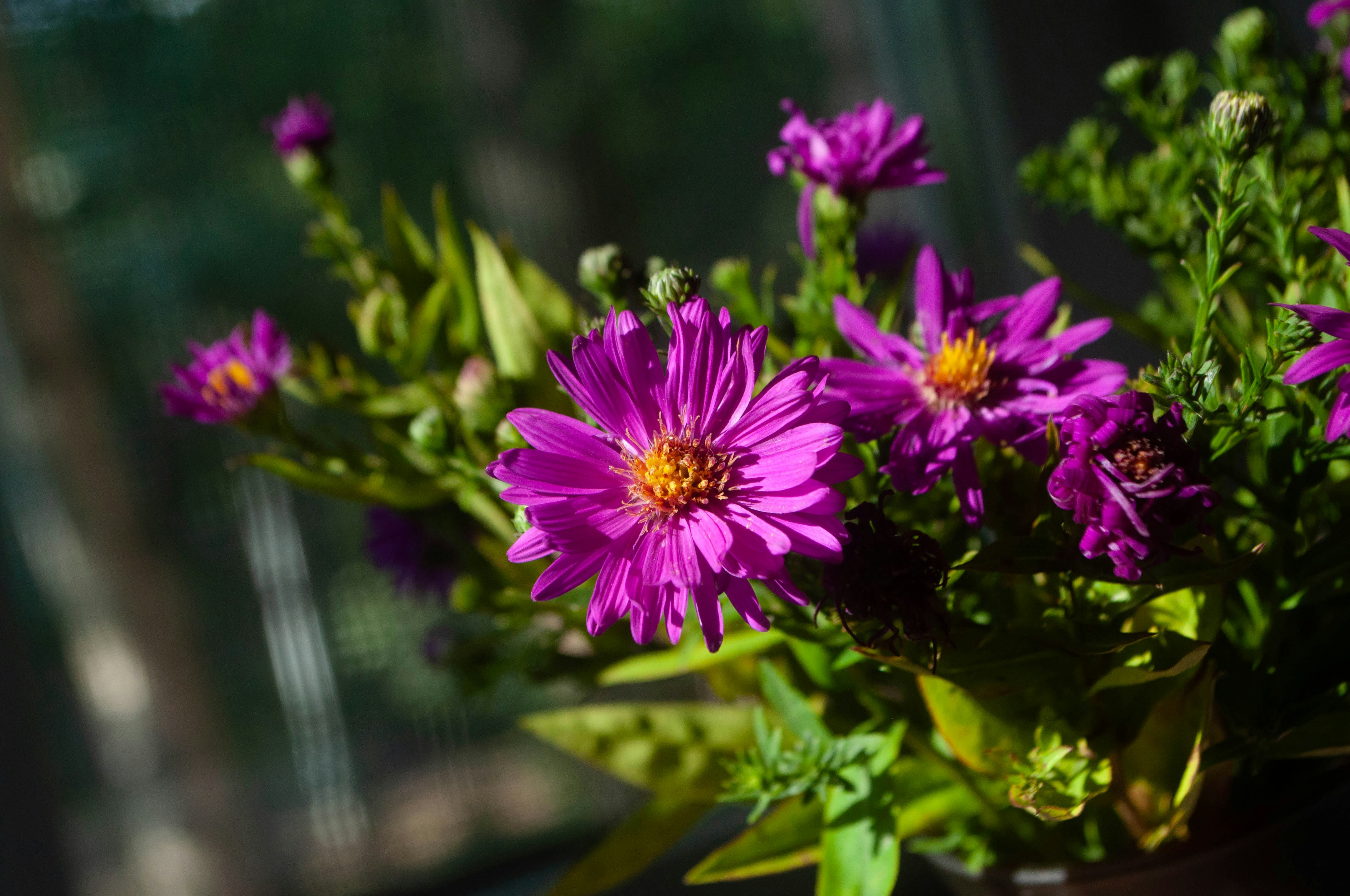 Sunlit Velvet: Purple Zinnia Cluster in a Quiet Balcony Moment