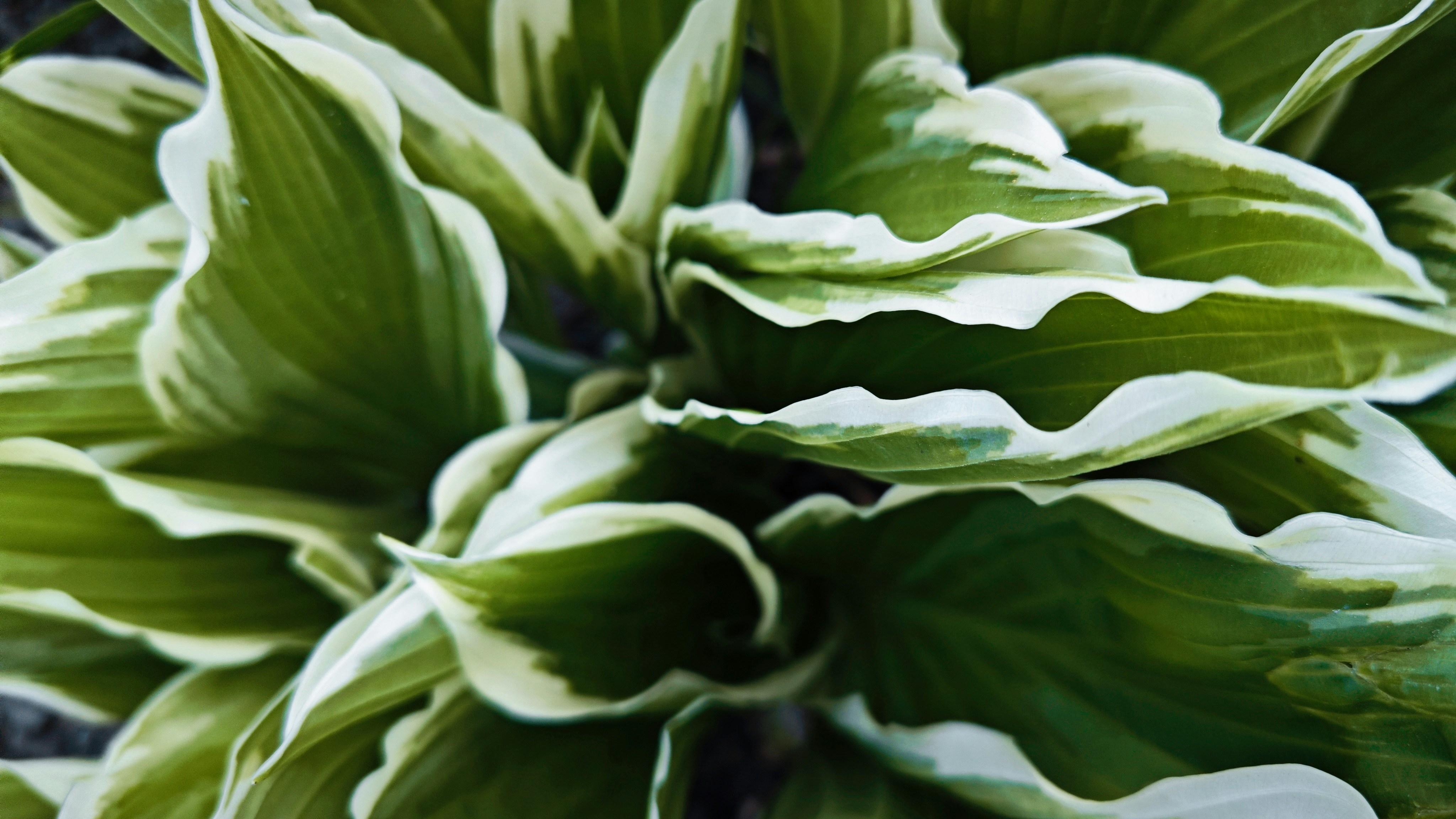 Verdant Edge: Striped Leaves Framing a Lush Center