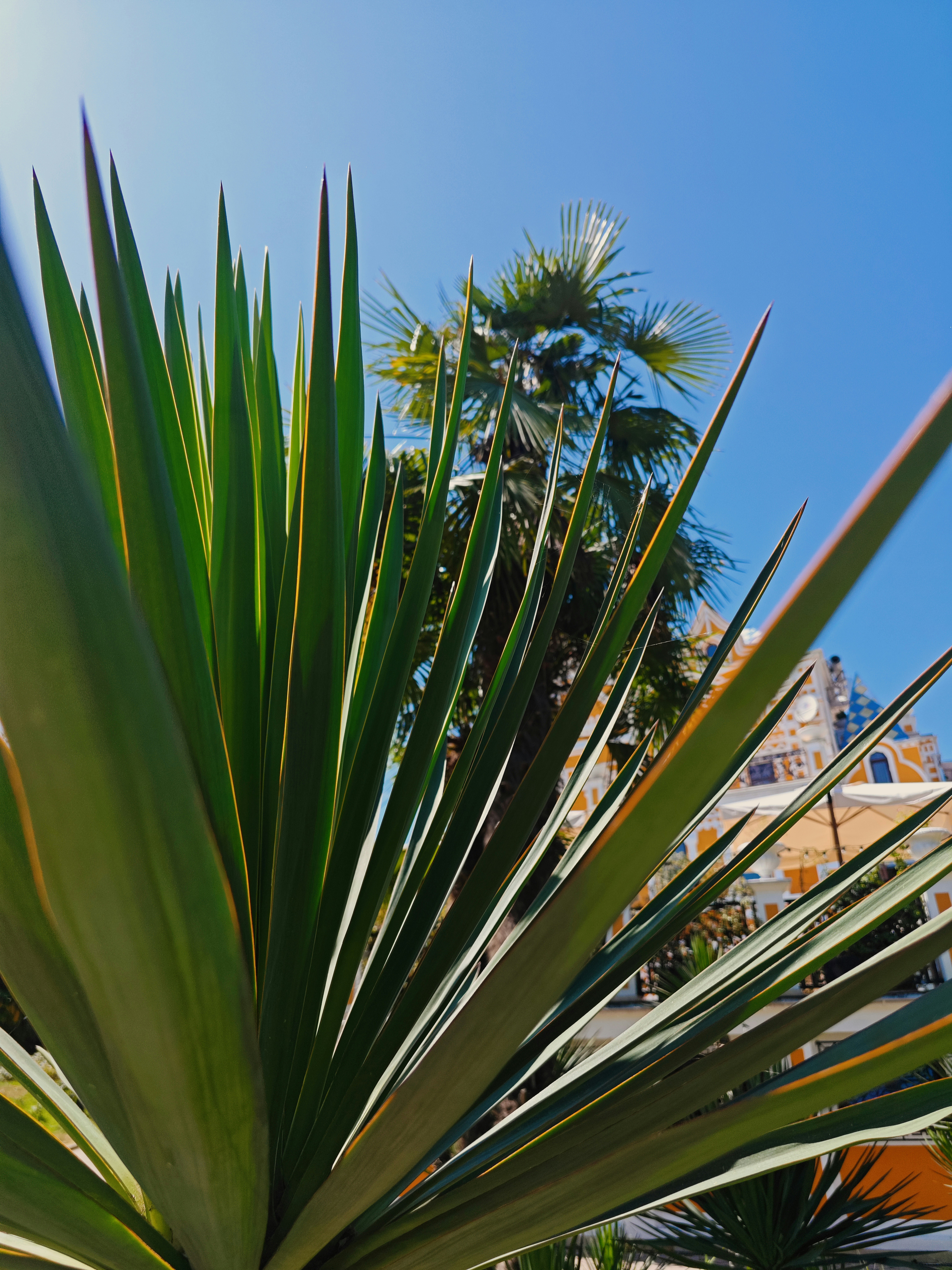 Sunlit Yucca Fronds Framing a Mediterranean Sky