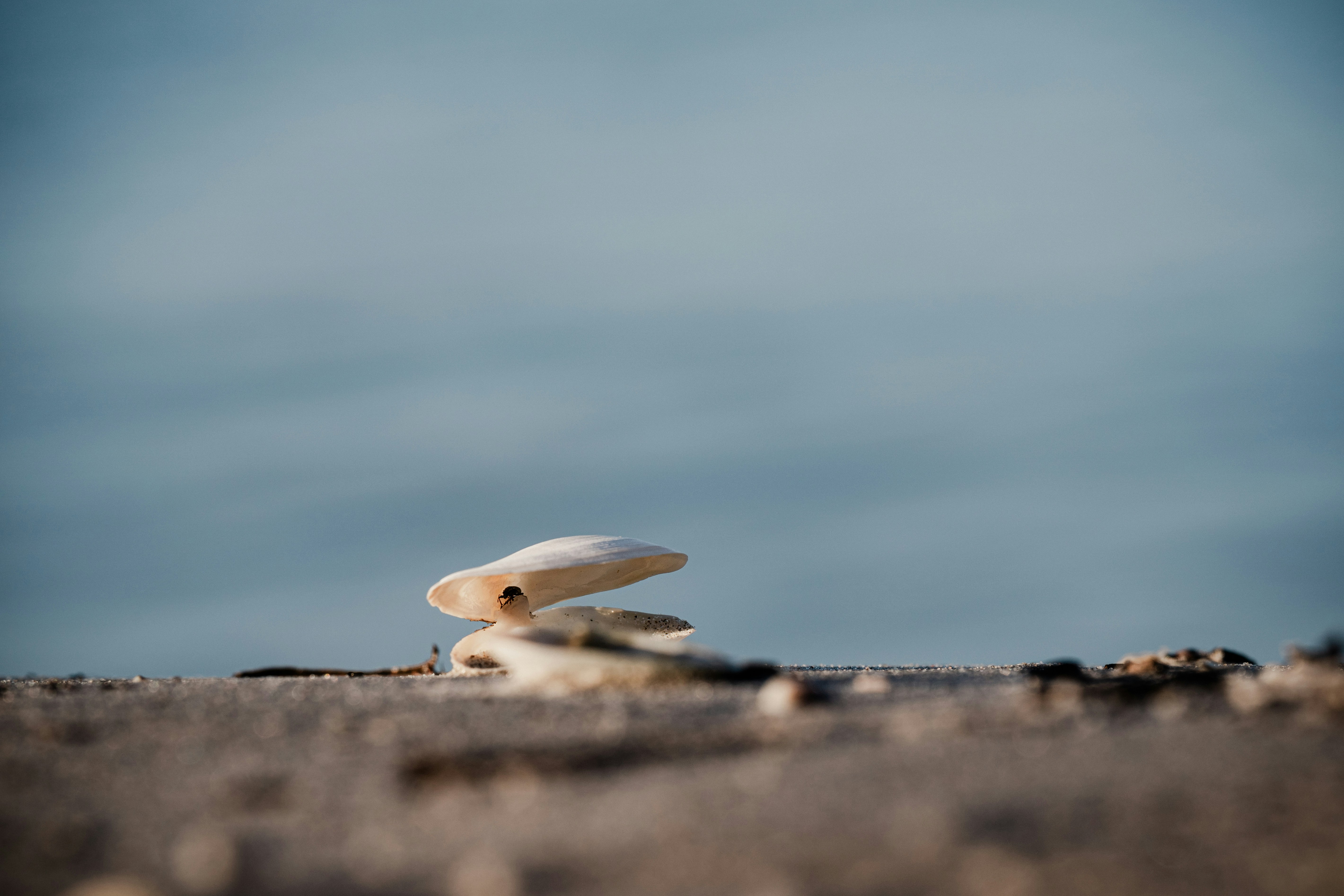 Mushroom-Shape Shell on the Beach: A Minute Coastal Figure in Soft Focus
