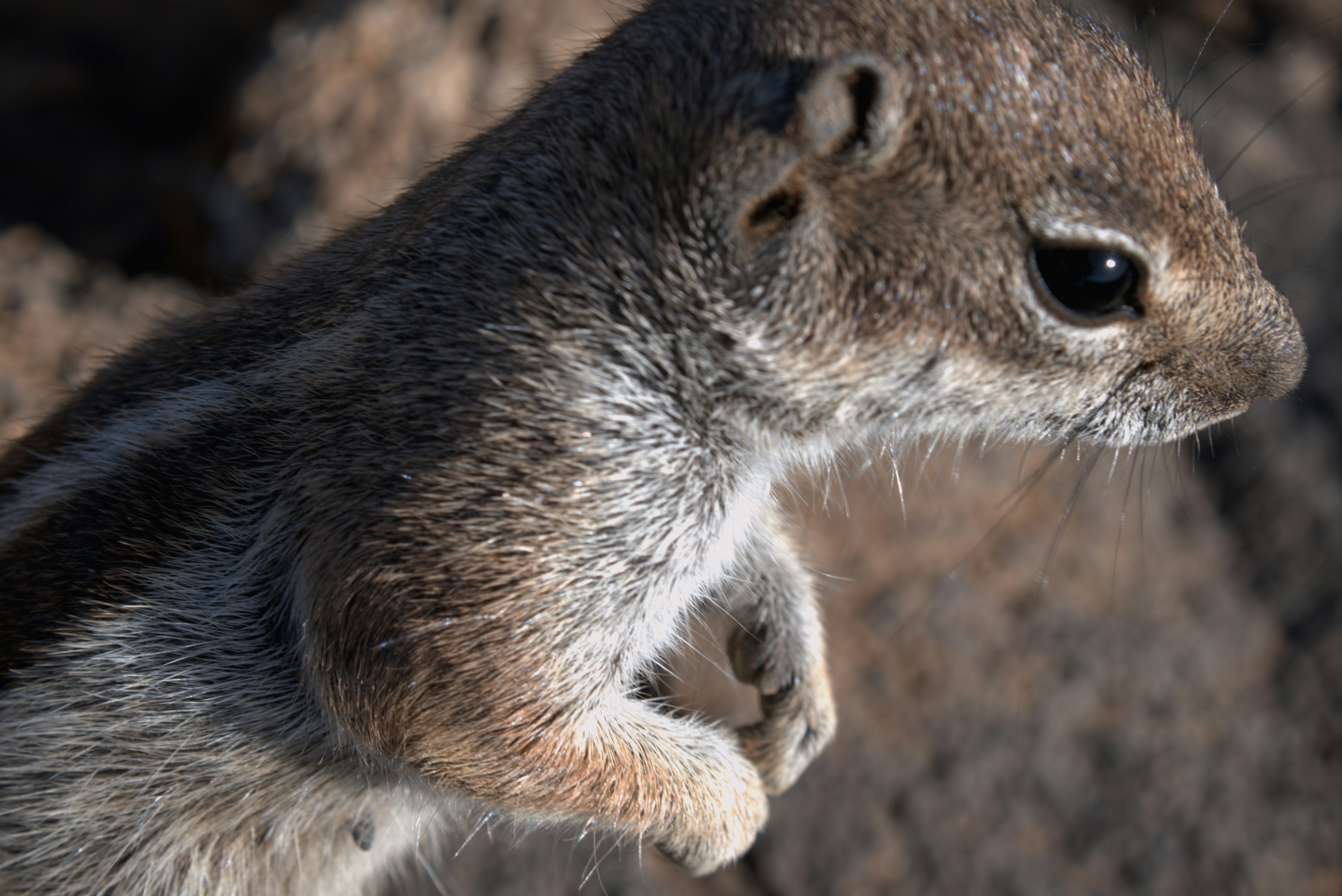 Close-Up Sentinel: A Squirrel's Curious Gaze on Sunlit Rock