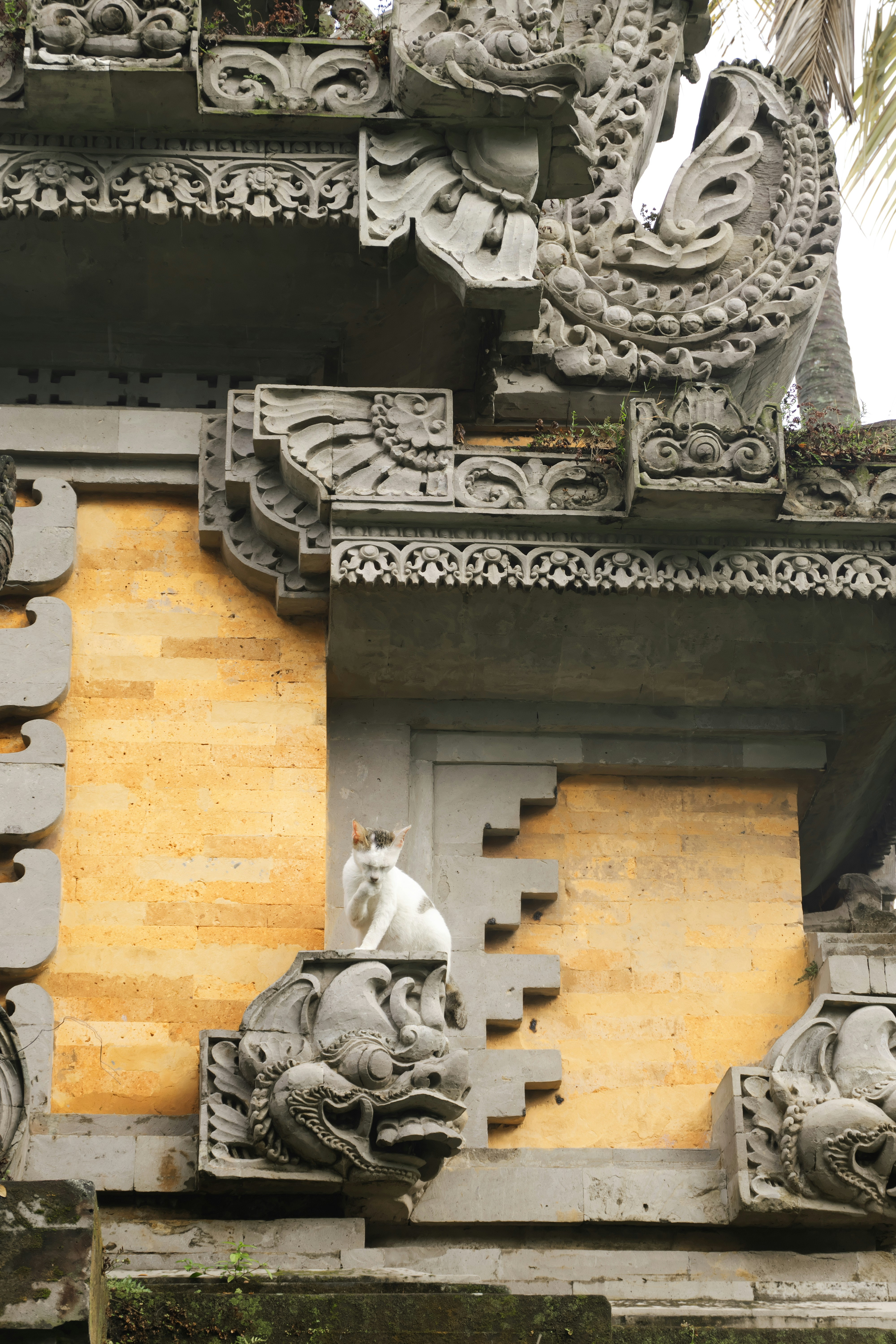 Whiskered Sentinel Amid Dragon Carvings on a Temple Façade
