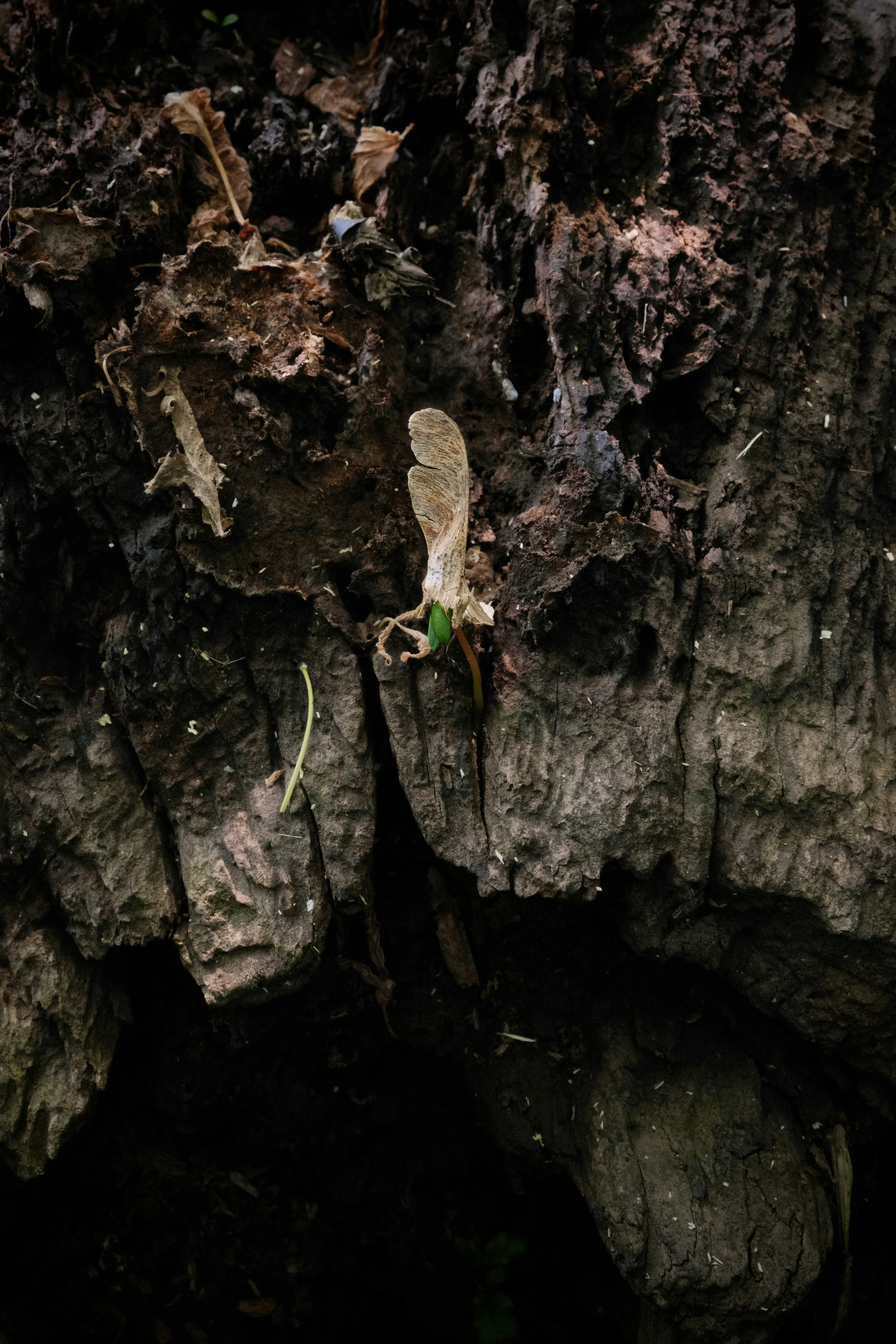 Emergence in the Dark: A Tiny Sprout Breaching Rugged Bark