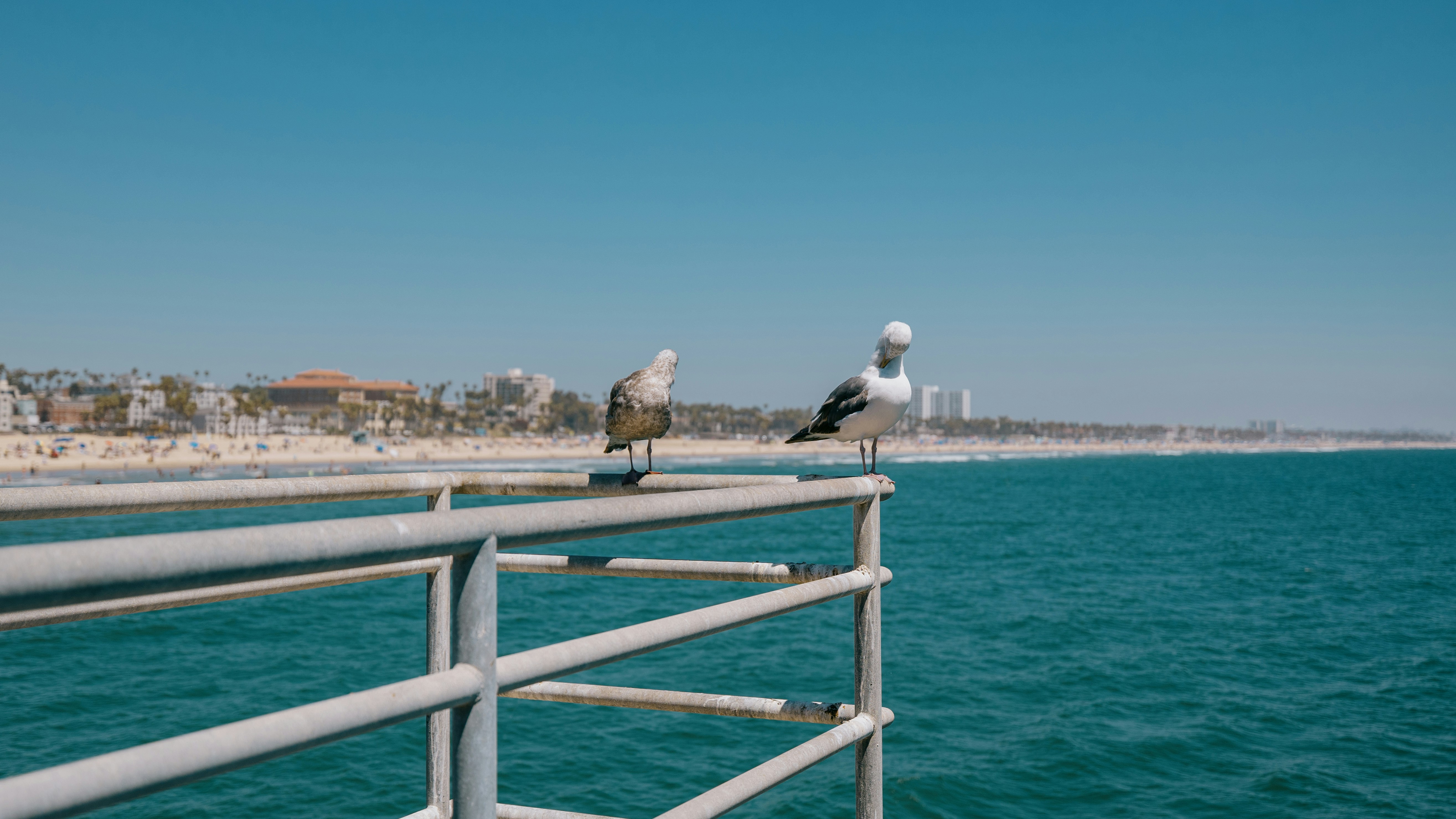 Seagull Duet on a Waterfront Rail Under a Cerulean Sky