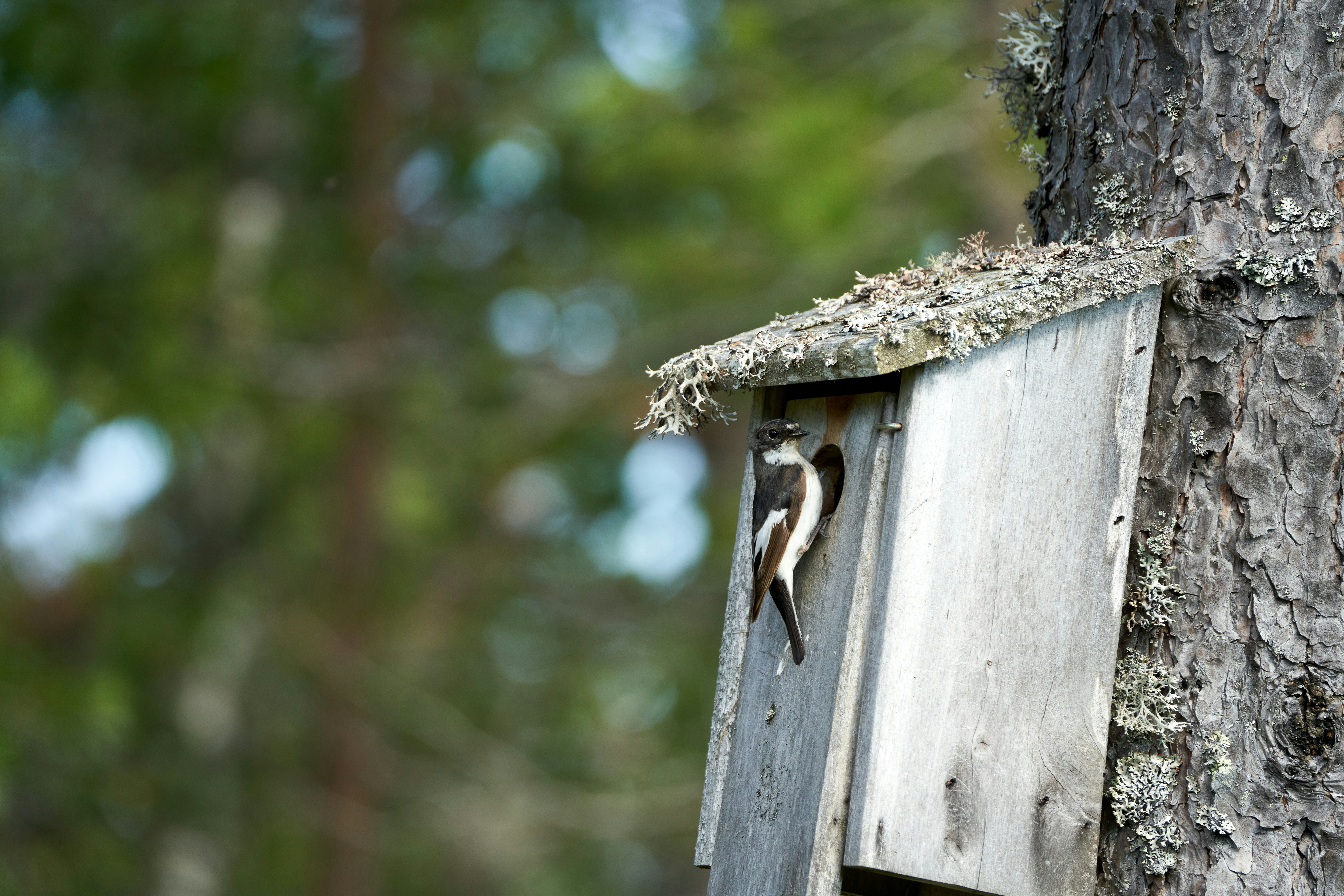 A male pied flycatcher sits at the entrance of a man-made nest box, having just brought food for her chicks