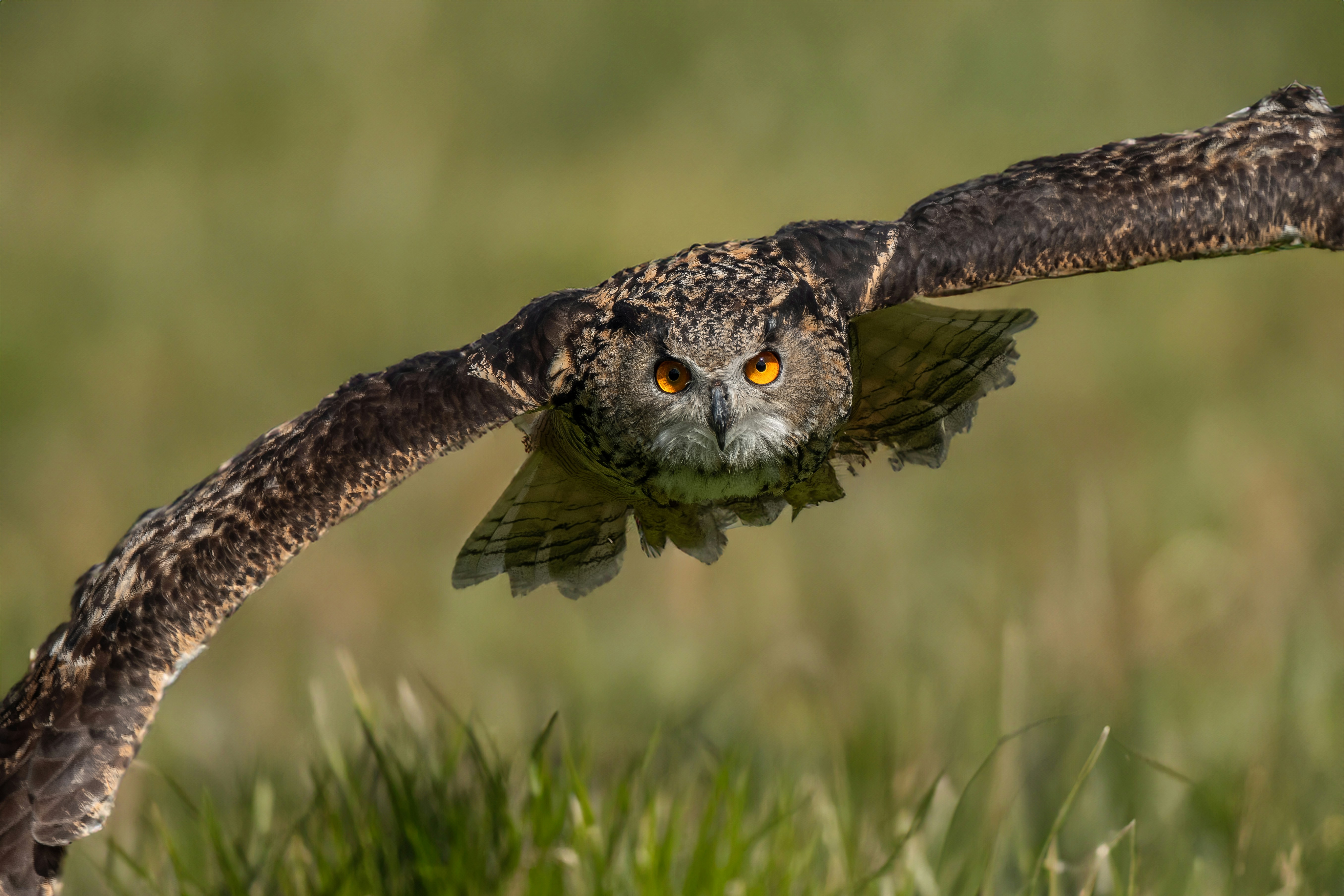 An owl flying through the air with its wings spread photo – Free Durham ...