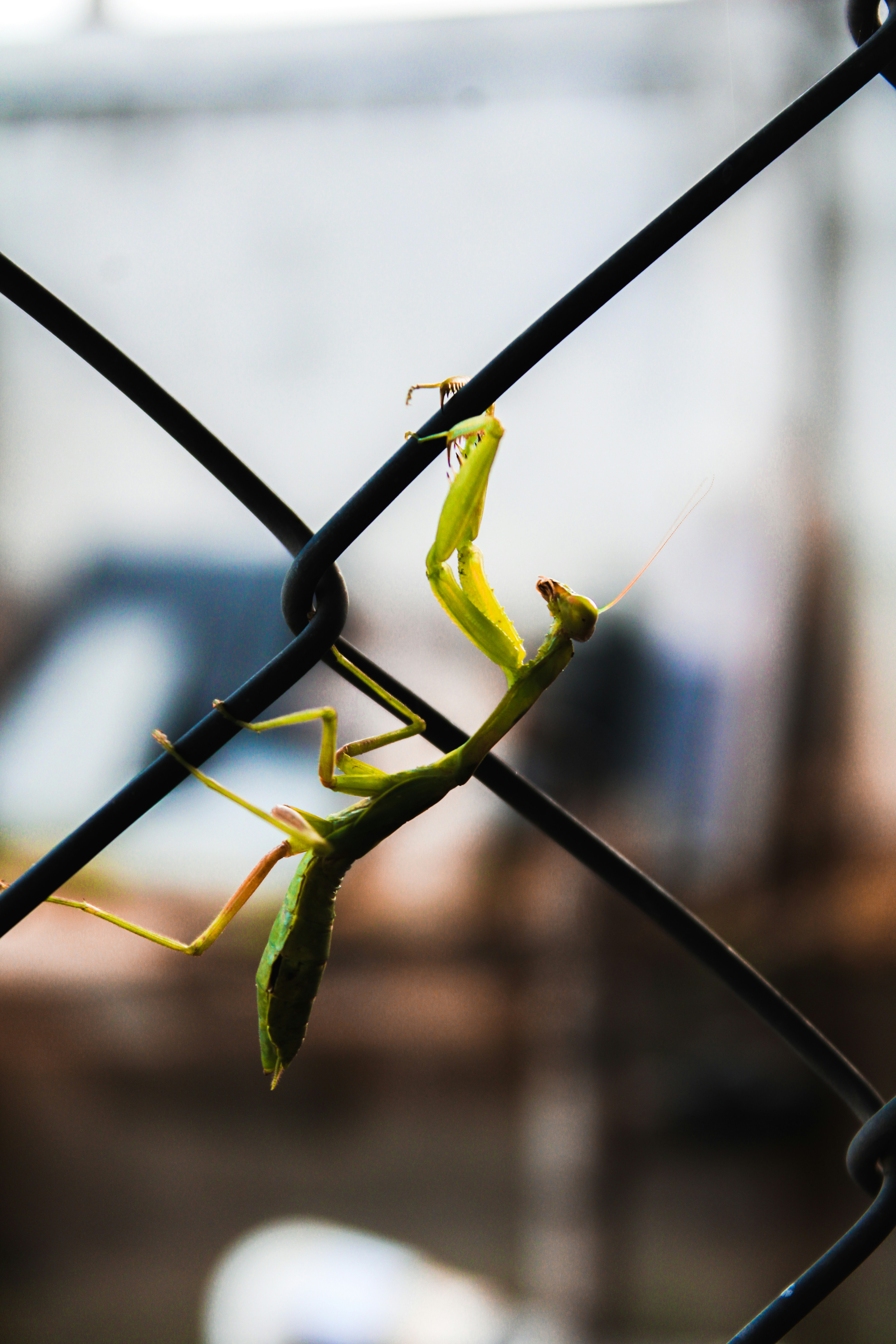On the Edge: Green Praying Mantis Clings to Chain-Link Mesh