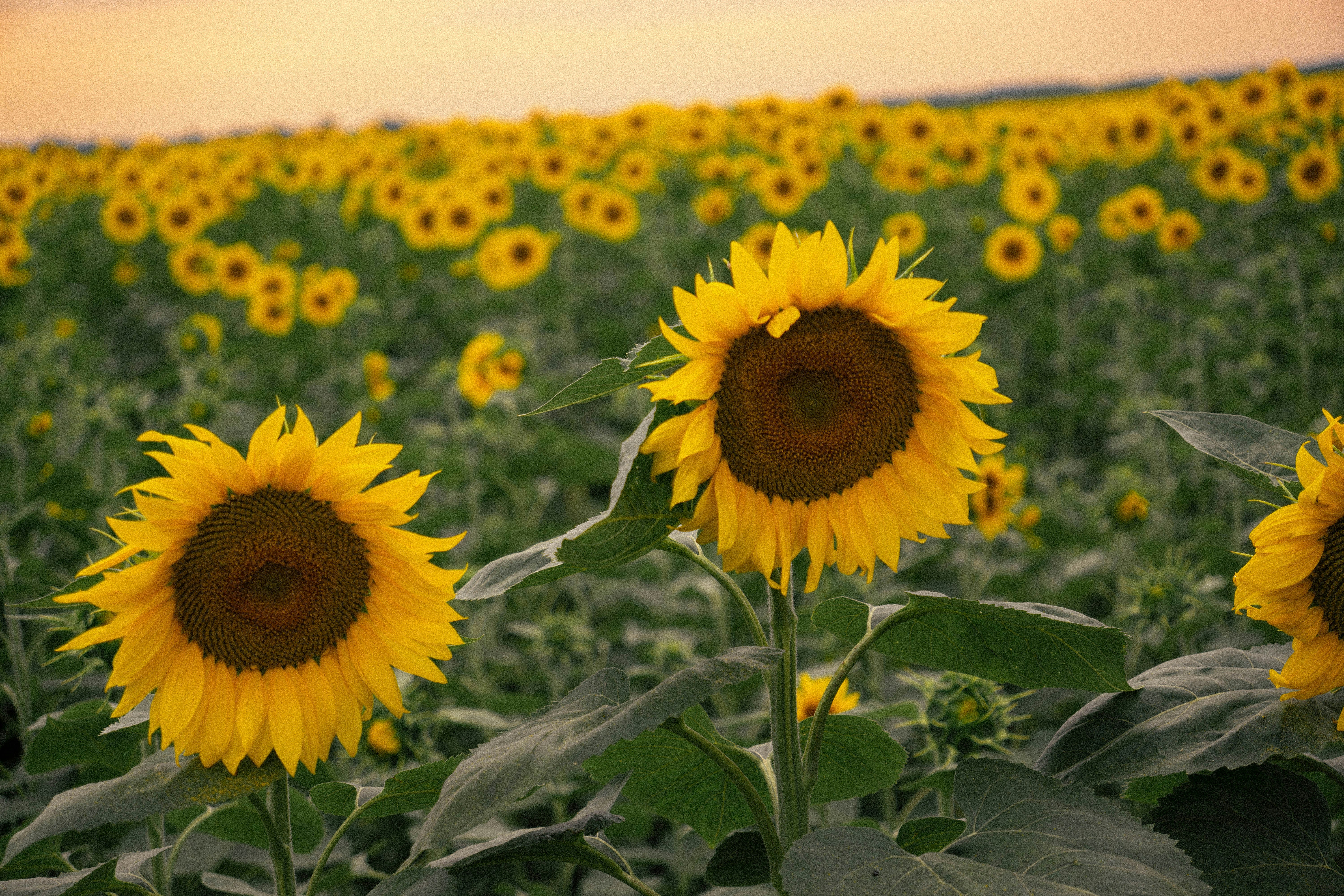 Two vibrant sunflowers stand prominently in a lush field, surrounded by a sea of yellow blooms under a warm sunset sky.