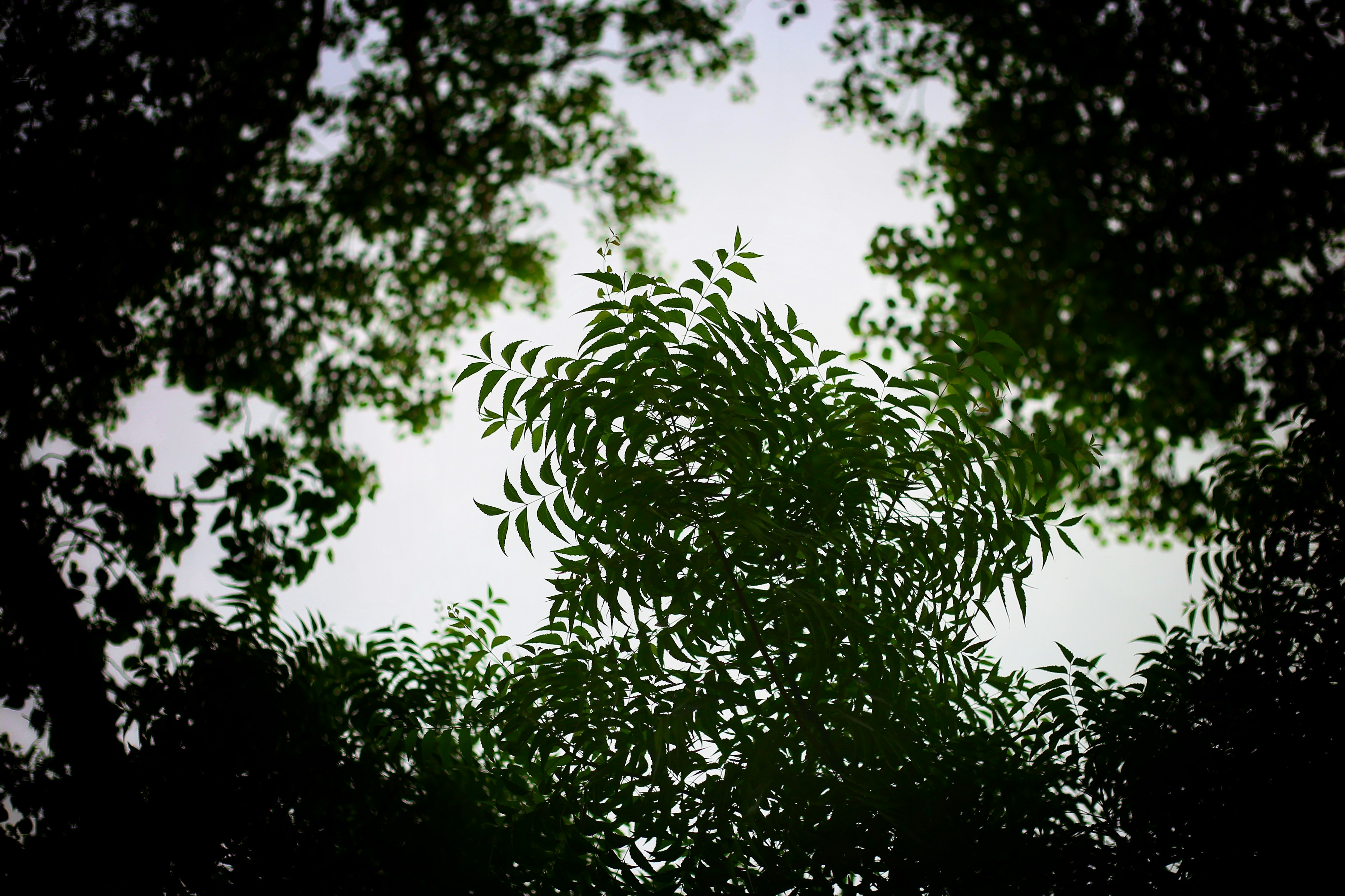 Emergent Canopy: Silhouetted Leaves Framing a Pale Sky