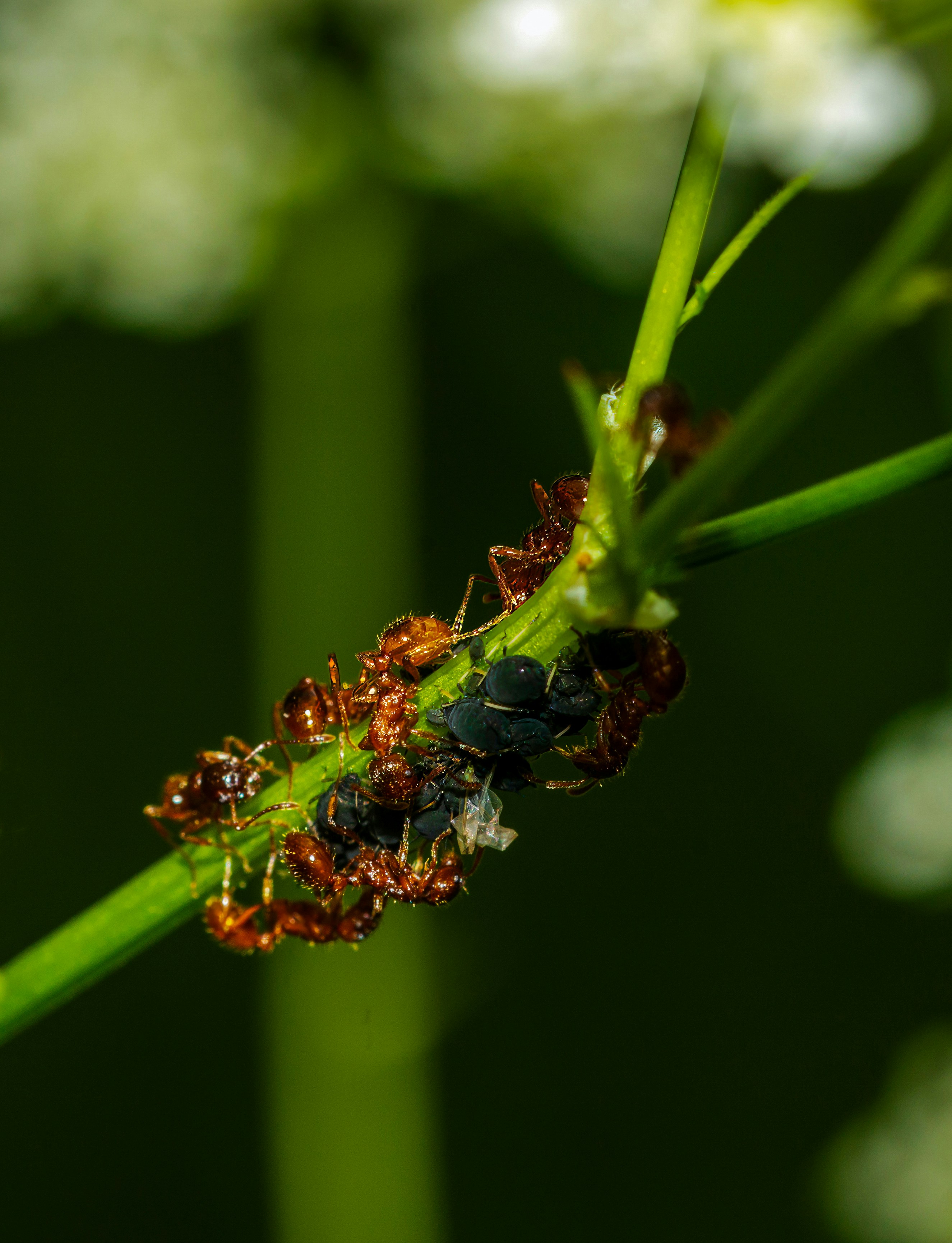 Crimson Swarm on a Slender Stem: Macro Ant Assembly