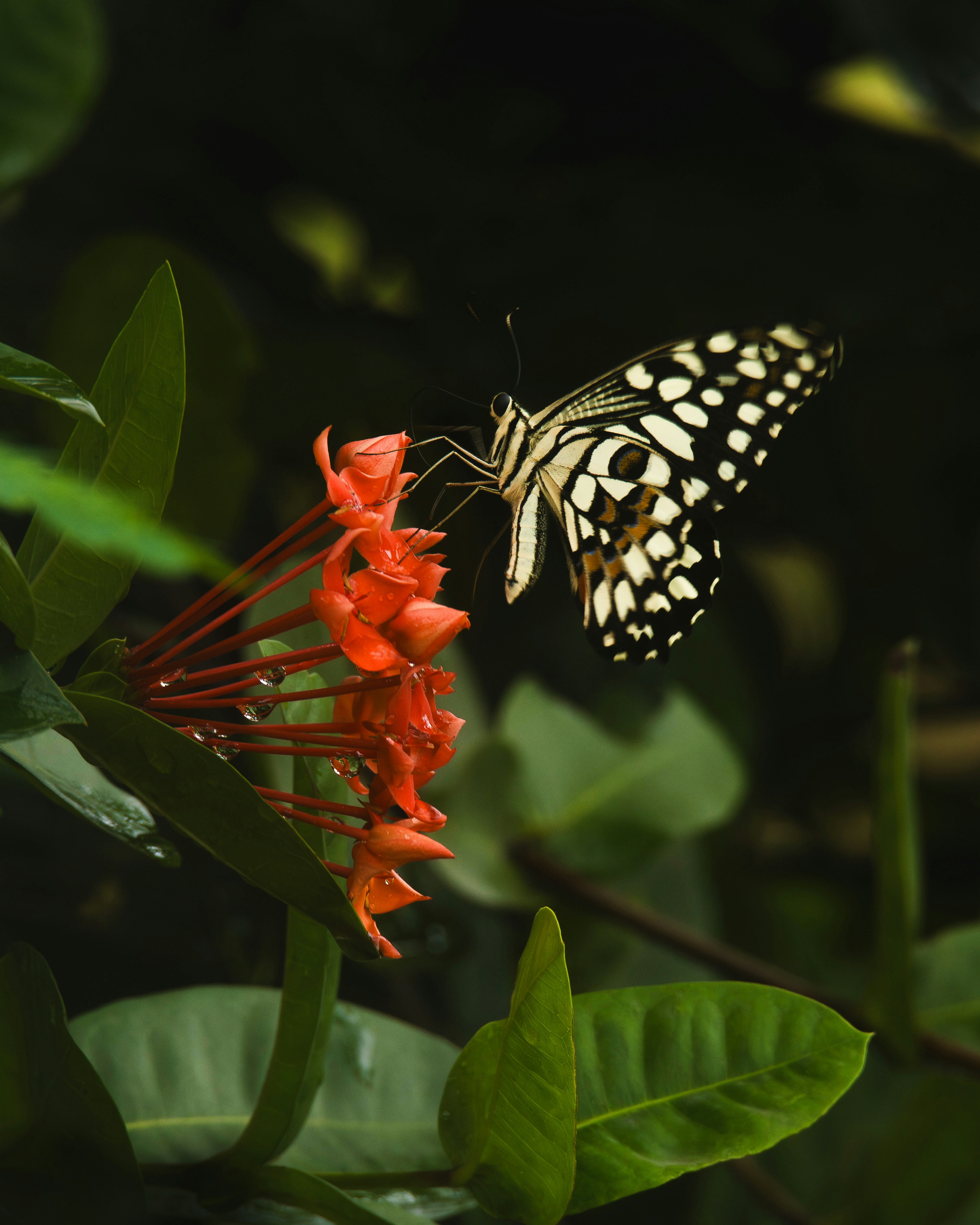 Crimson Bloom Rendezvous with a Black-and-White Swallowtail