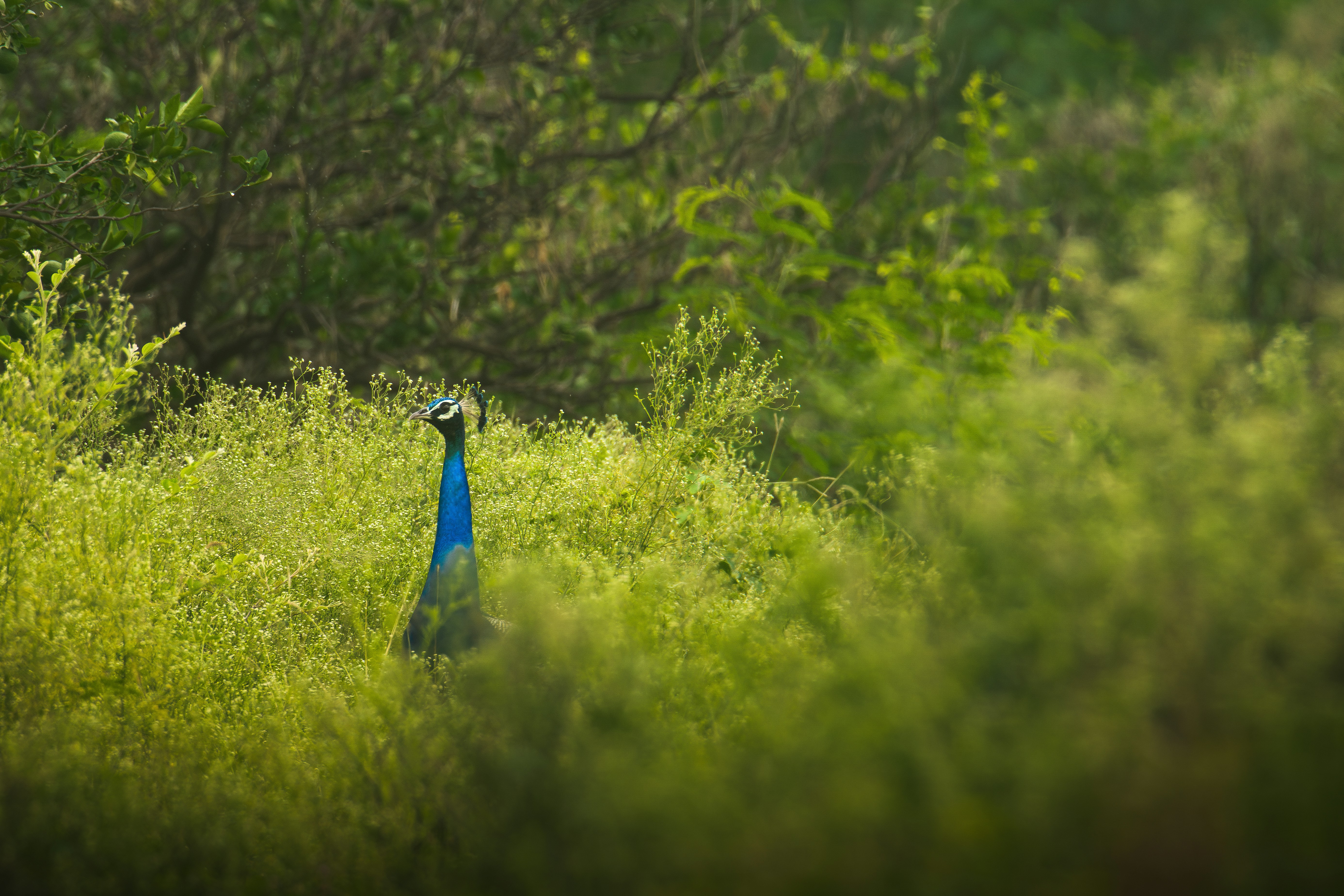 Azure Crest Emerges Through Verdant Veil