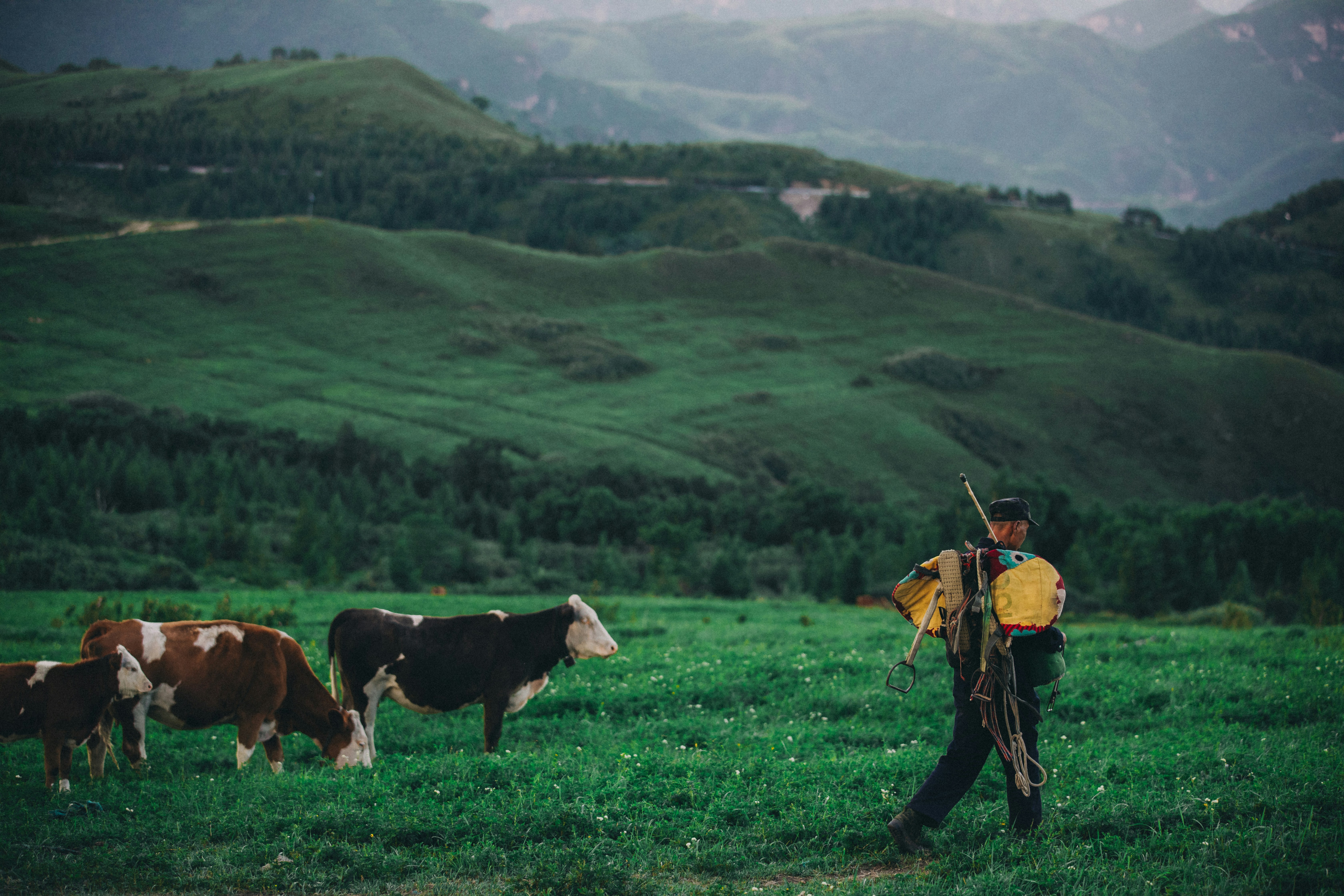 The Green Vale Herdsman: Quiet March Across Rolling Pastures