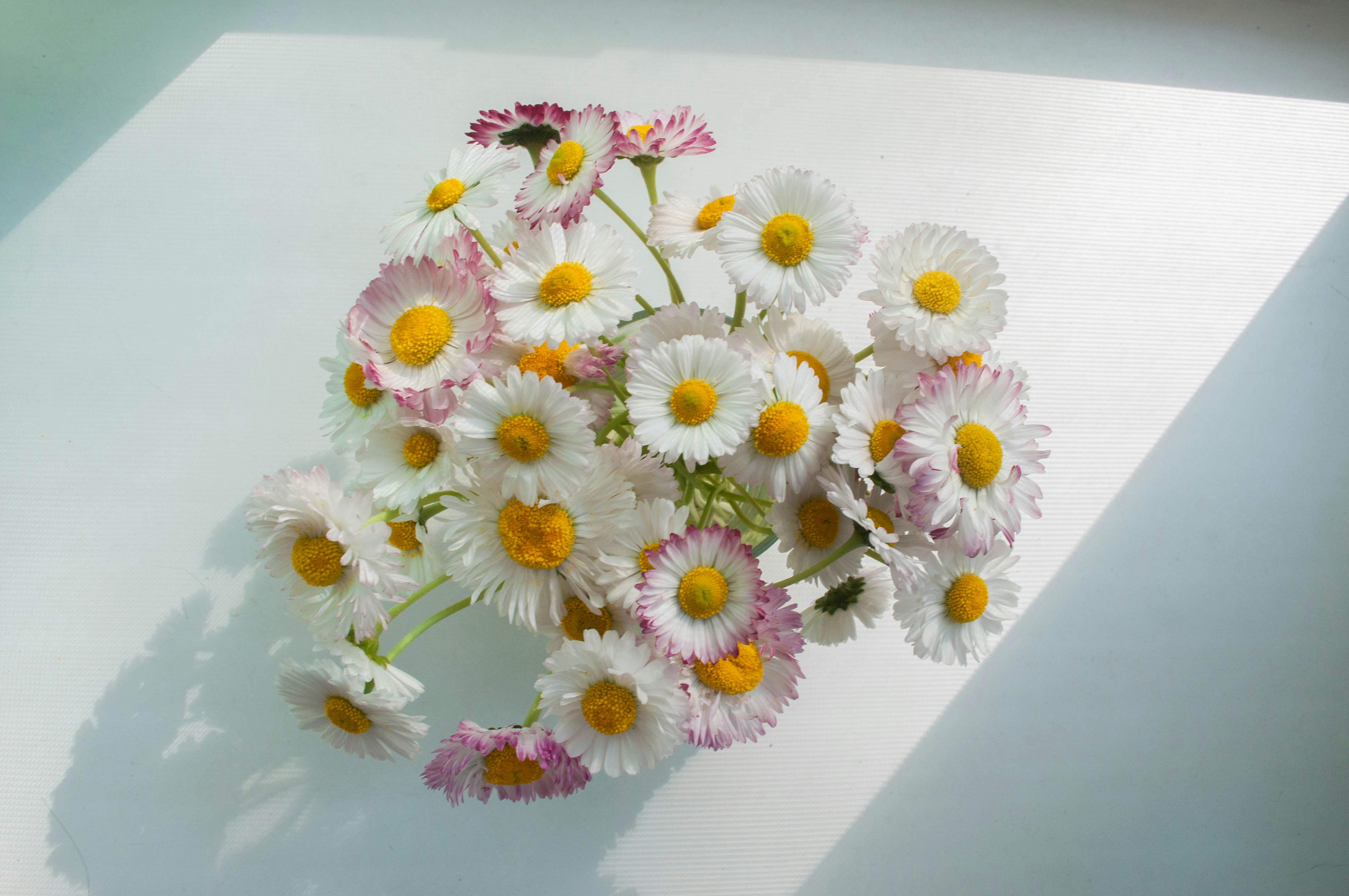 Top view bouquet of white and pink daisy flowers on a sunny day