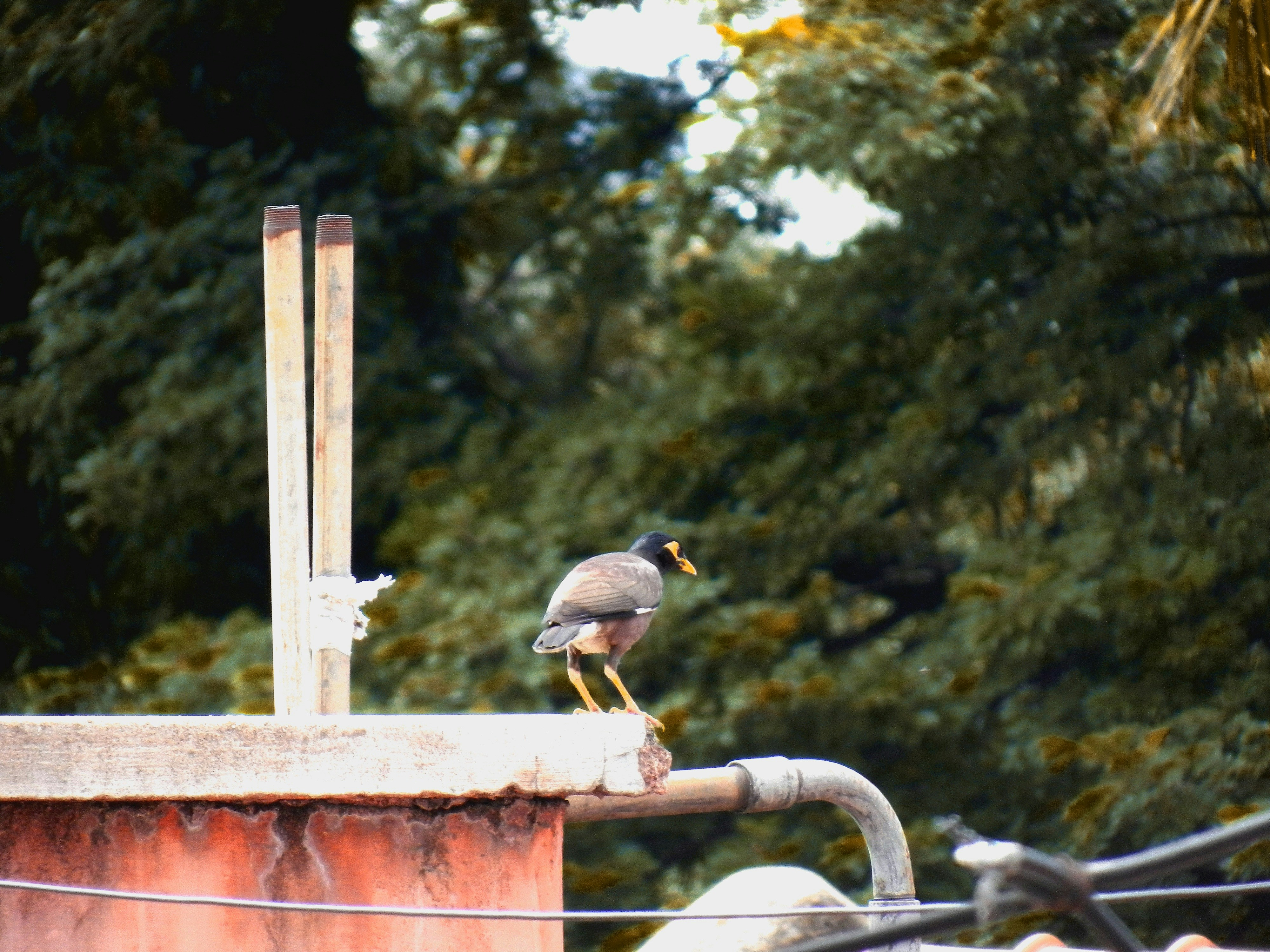 A small waterfowl perches on a rusted roof edge beside a curved pipe, with a lush garden blur in the background.
