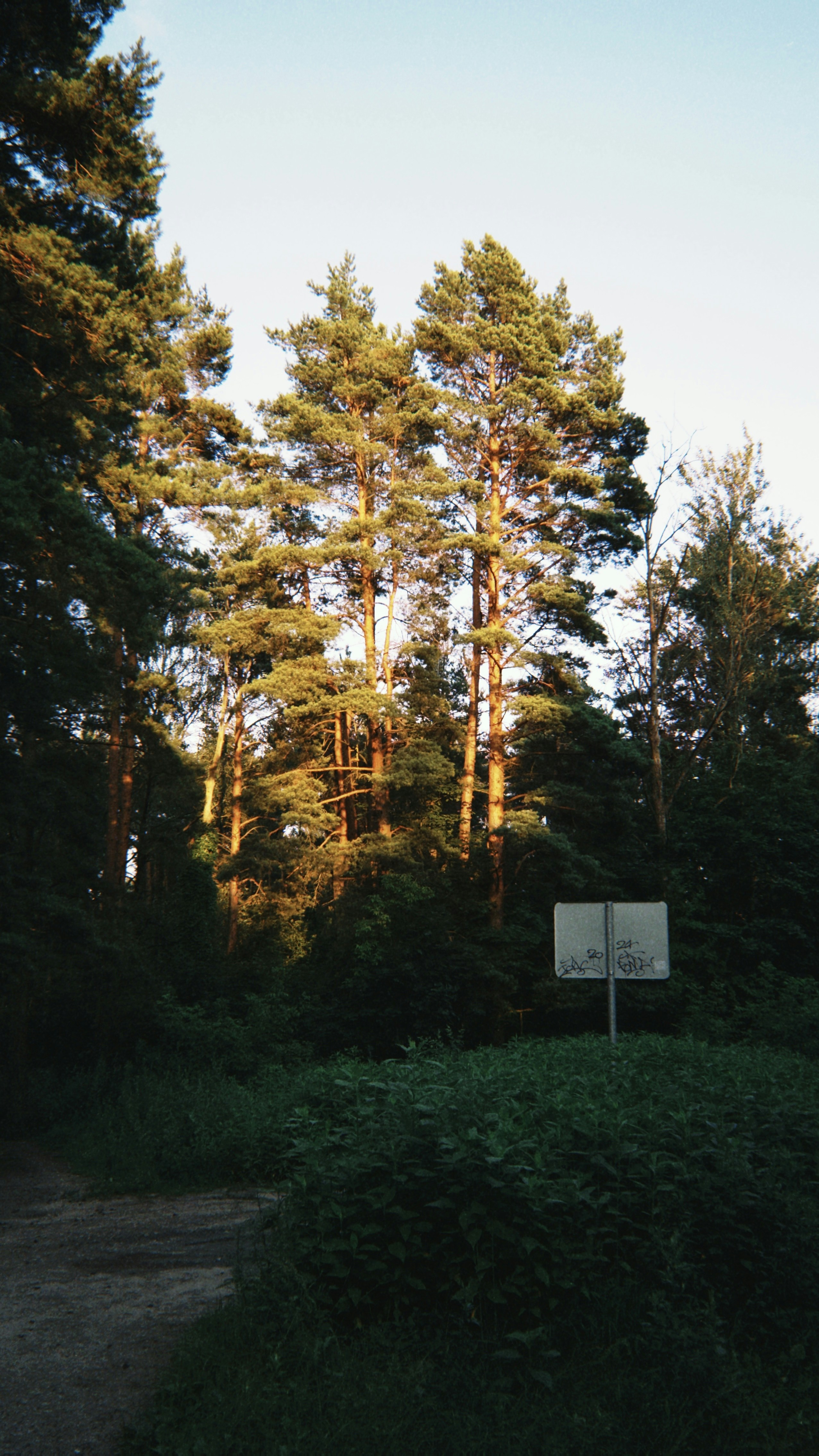Golden Pines Guard a Quiet Forest Path