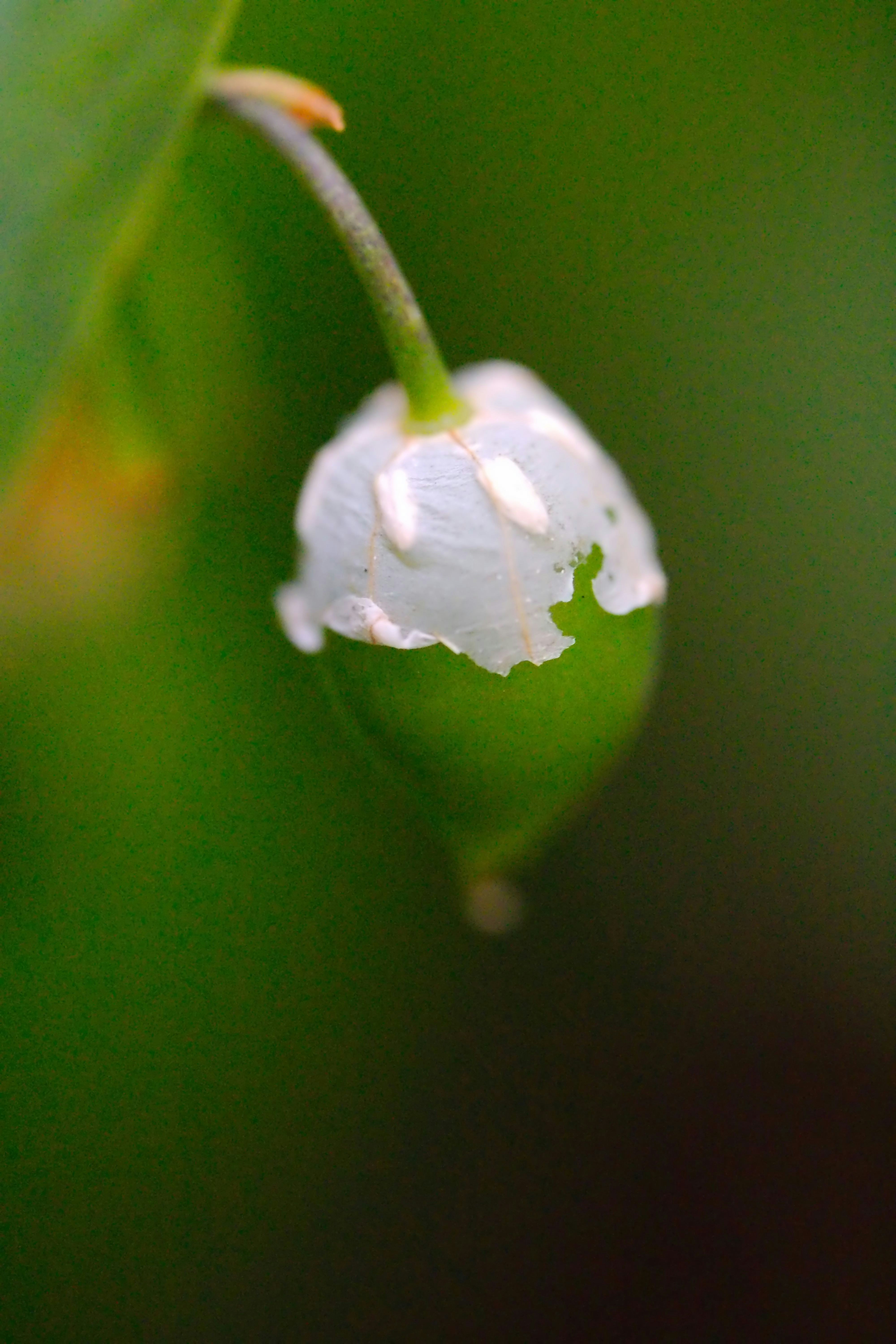 Torn Calyx on a Green Berry: A Macro Moment