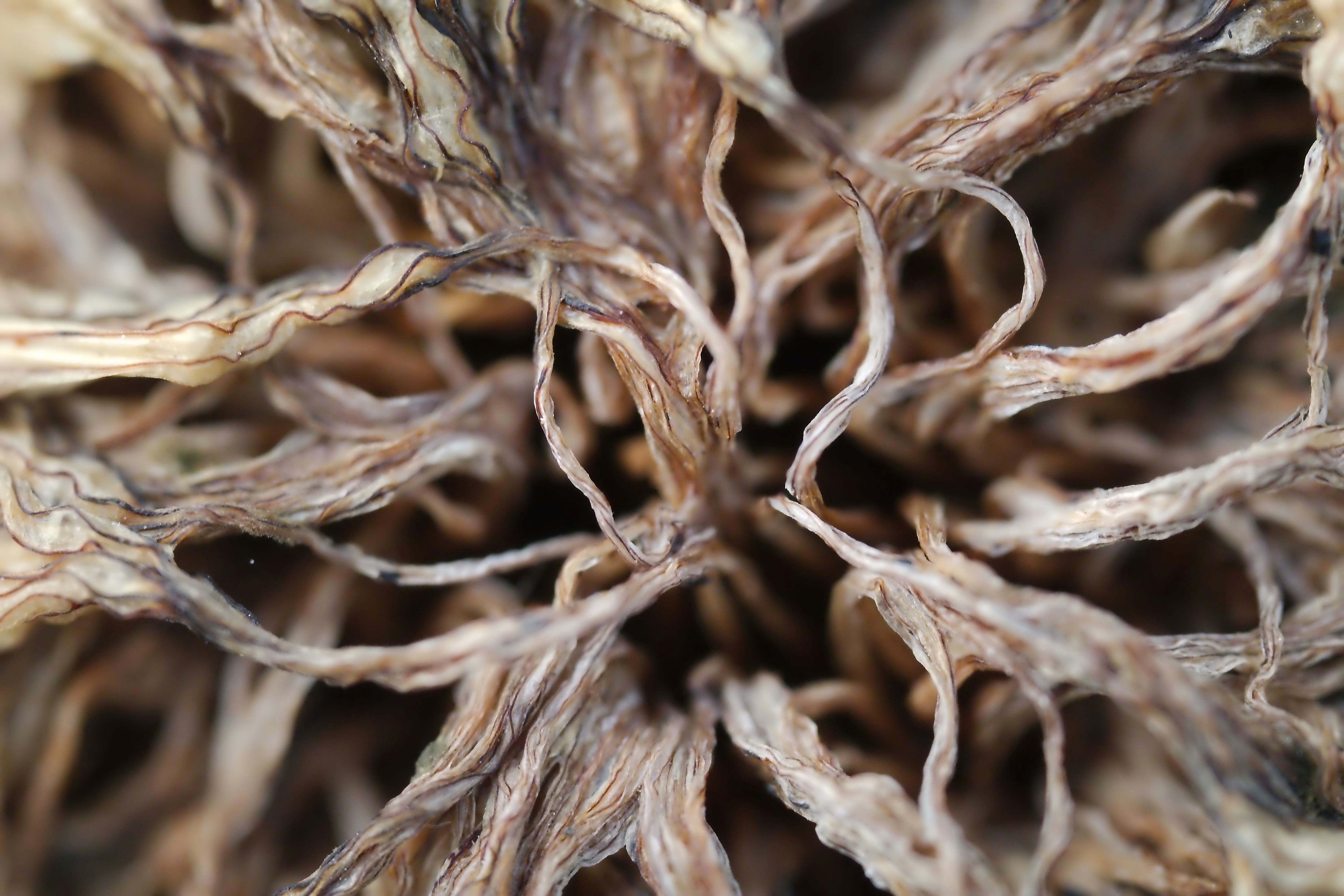 Photo by Danielle-Claude Bélanger with Canon EOS 750D