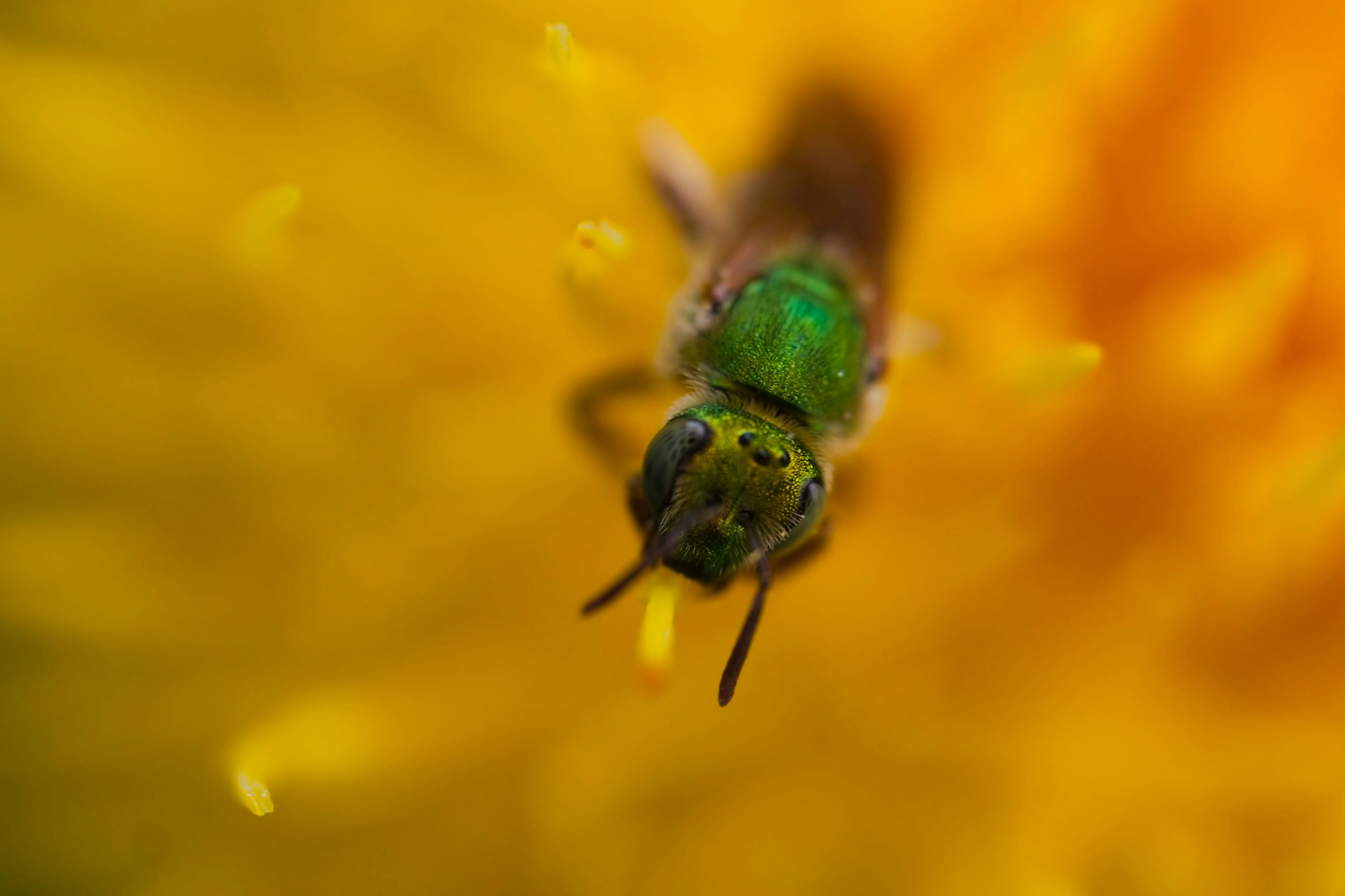 Emerald Jewel on a Sunlit Petal