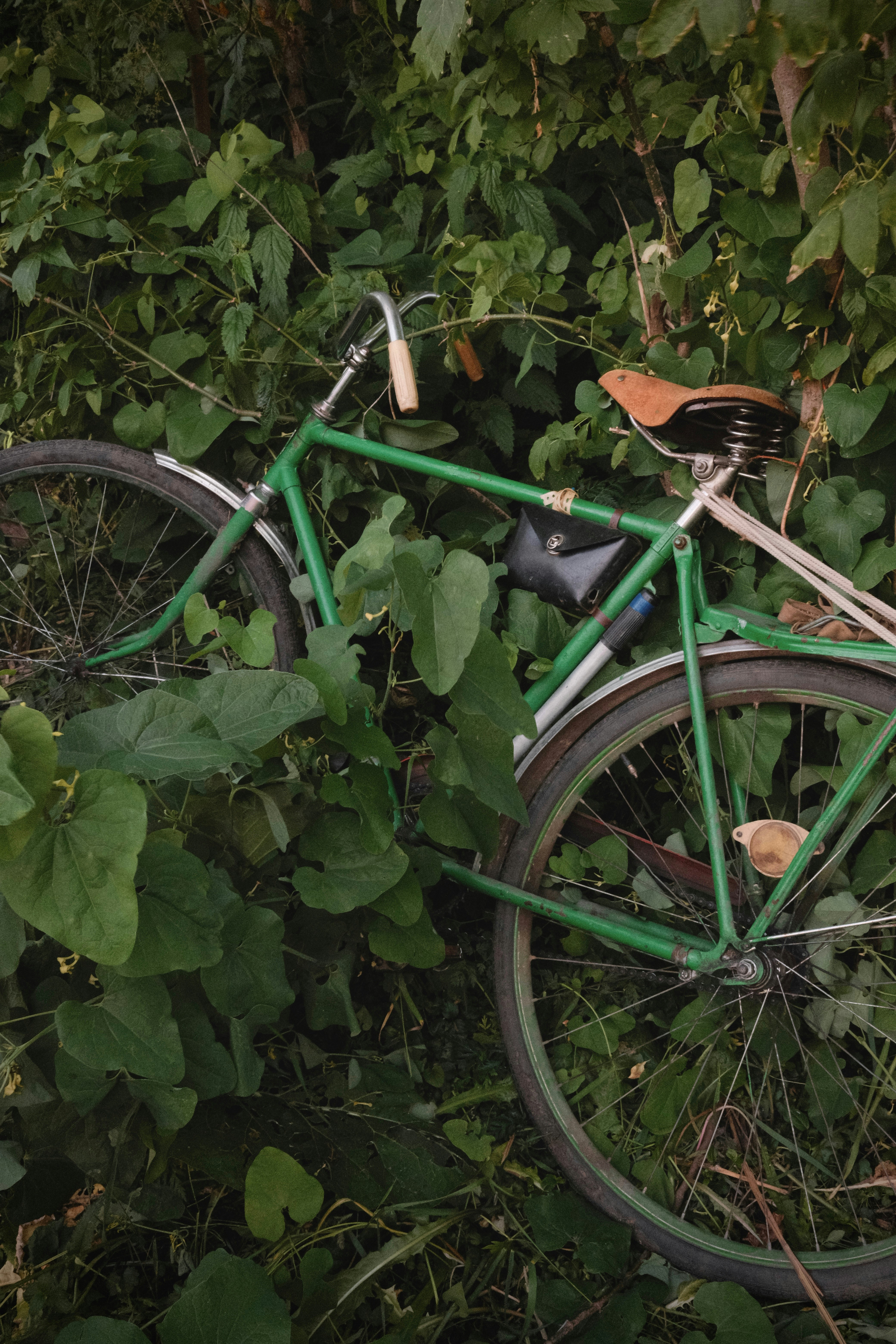 A green bicycle is leaning against a bush photo – Free Herbal Image on ...
