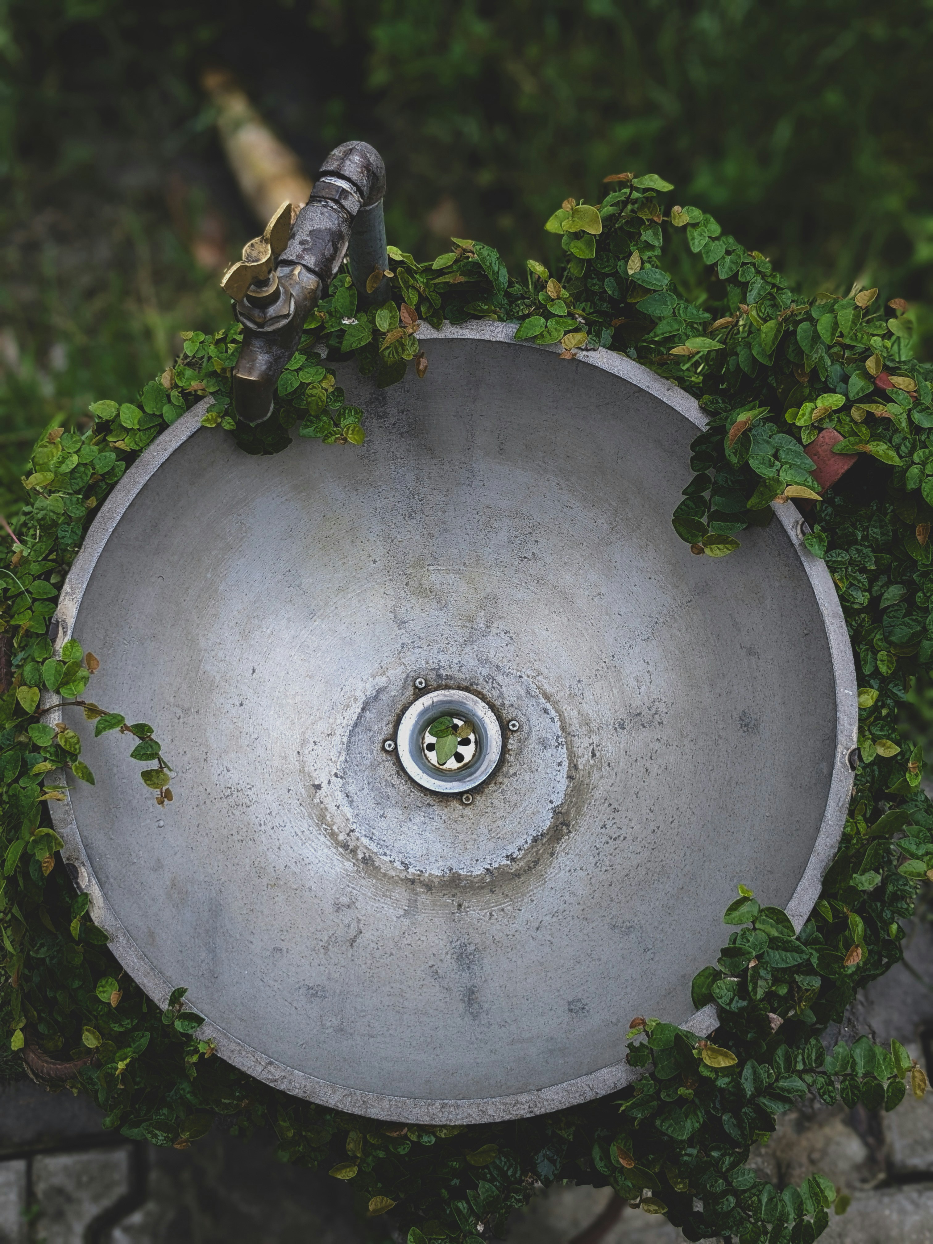 Overgrown Spotlight: A Weathered Utility Dish Embraced by Vines