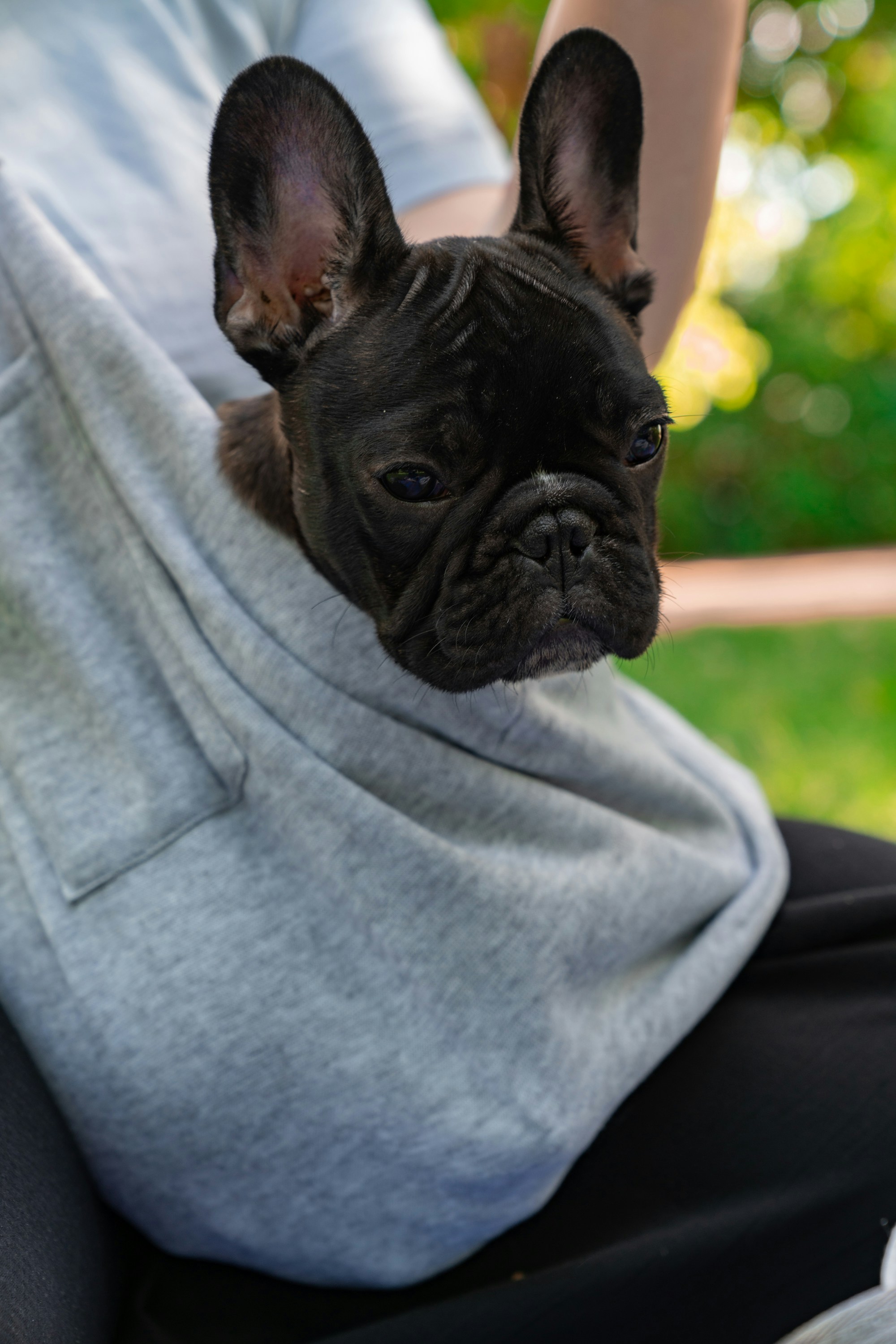 Hoodie-Hugged Bulldog: Quiet Garden Portrait