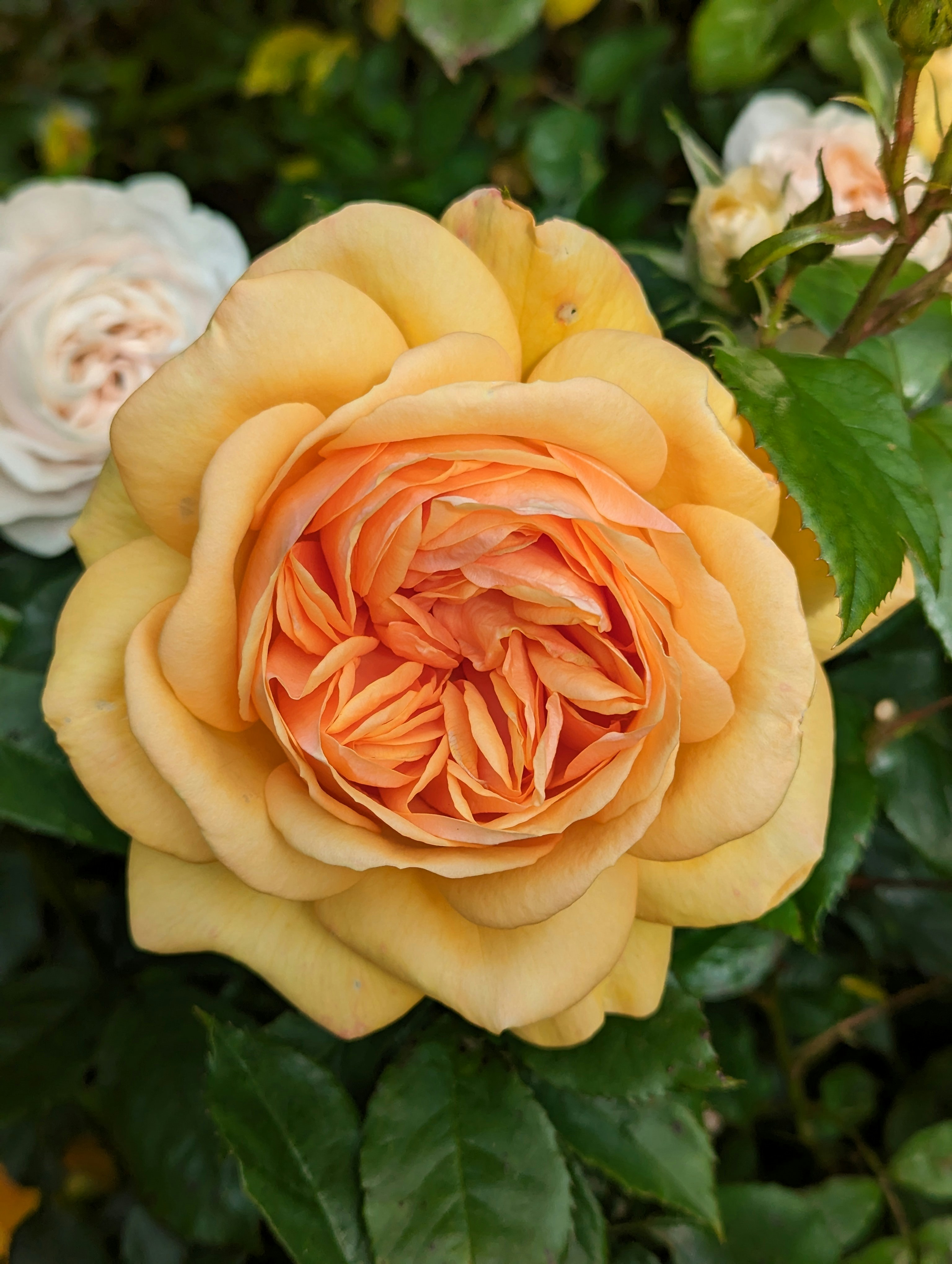 Sample photo from Google Pixel 7