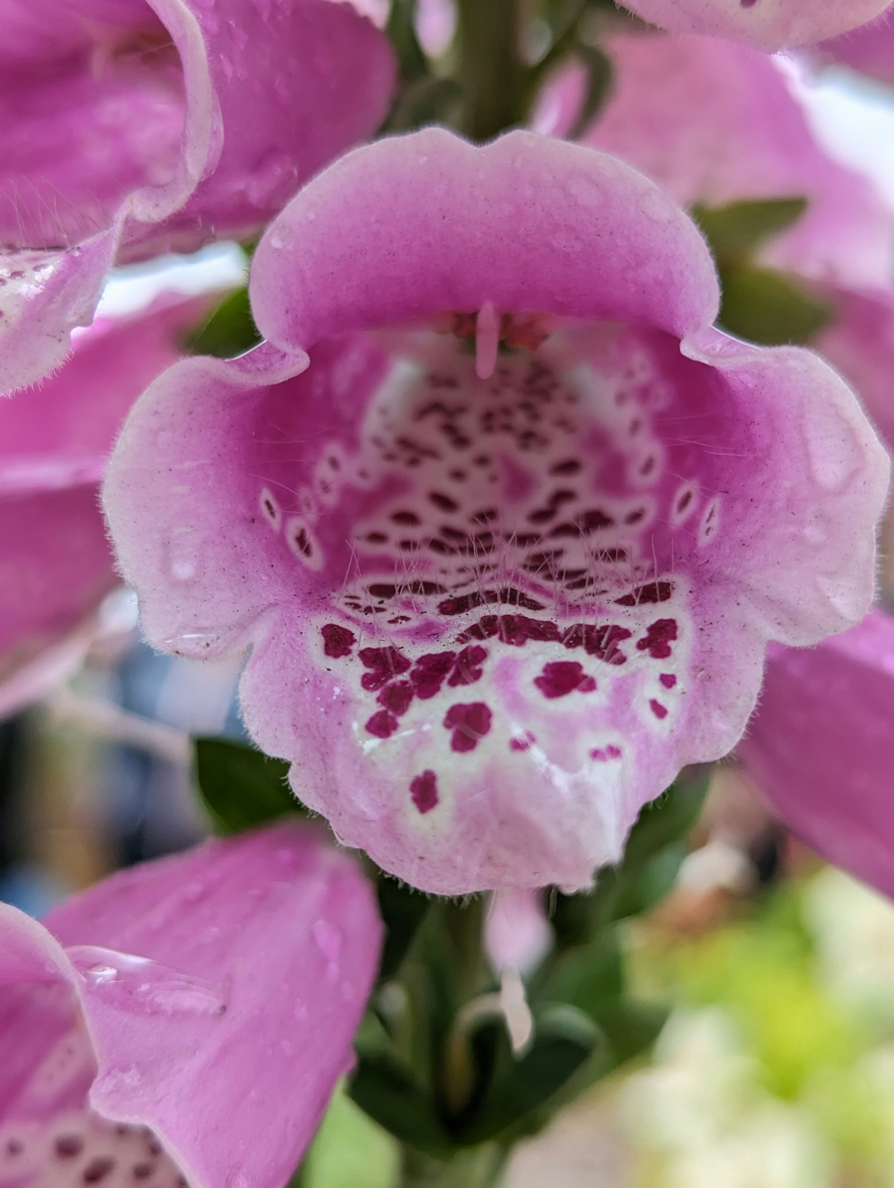 Macro Bloom: Pink Bellflower with Dewy Petals