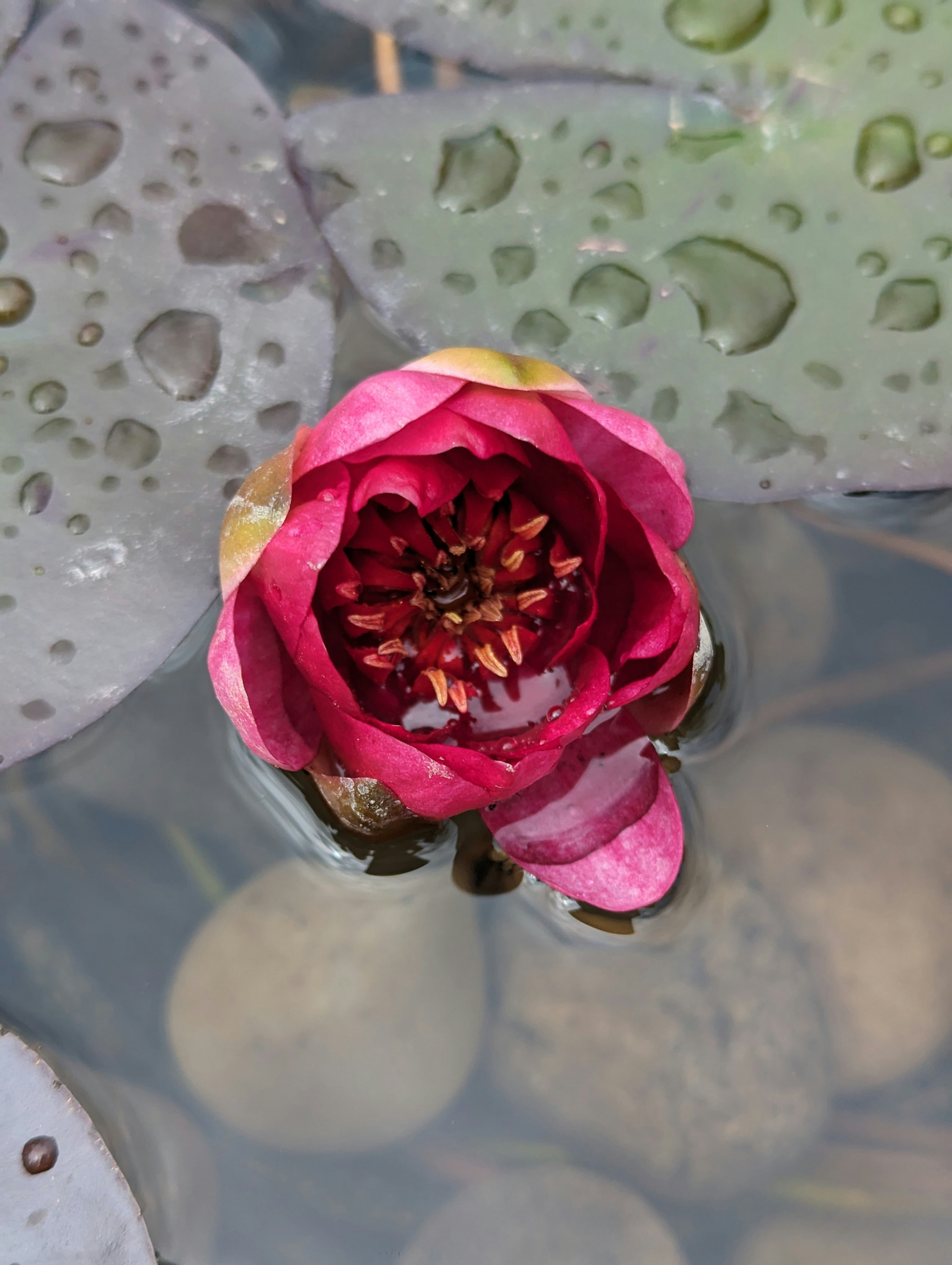 Crimson Water Lily: Petals Unfold Amid Quiet Pond Reflections