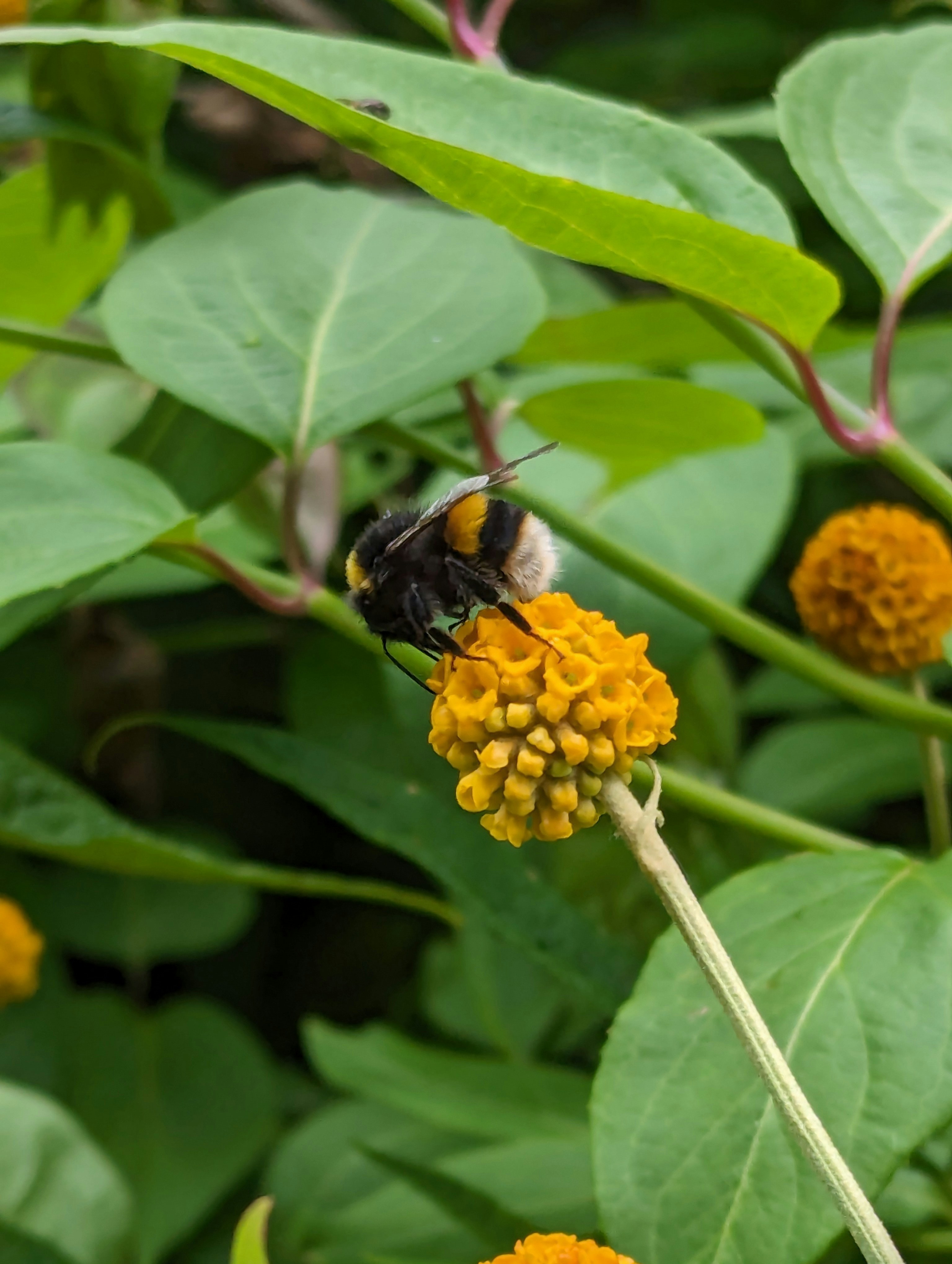 Amber Bloom Rendezvous: A Bumblebee on Lantana