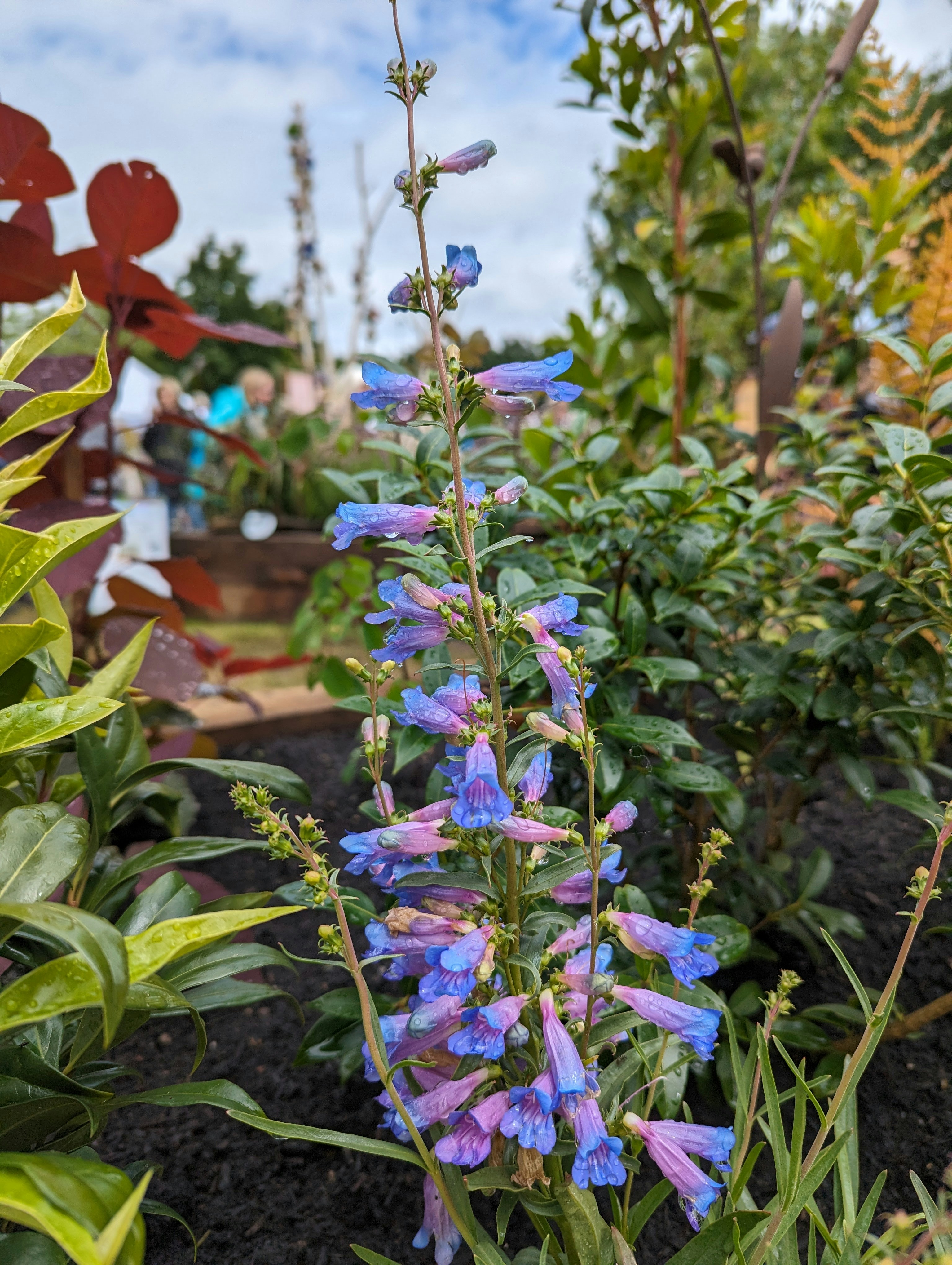 Towering spikes of blue-pink lobelia rise above a lush garden bed