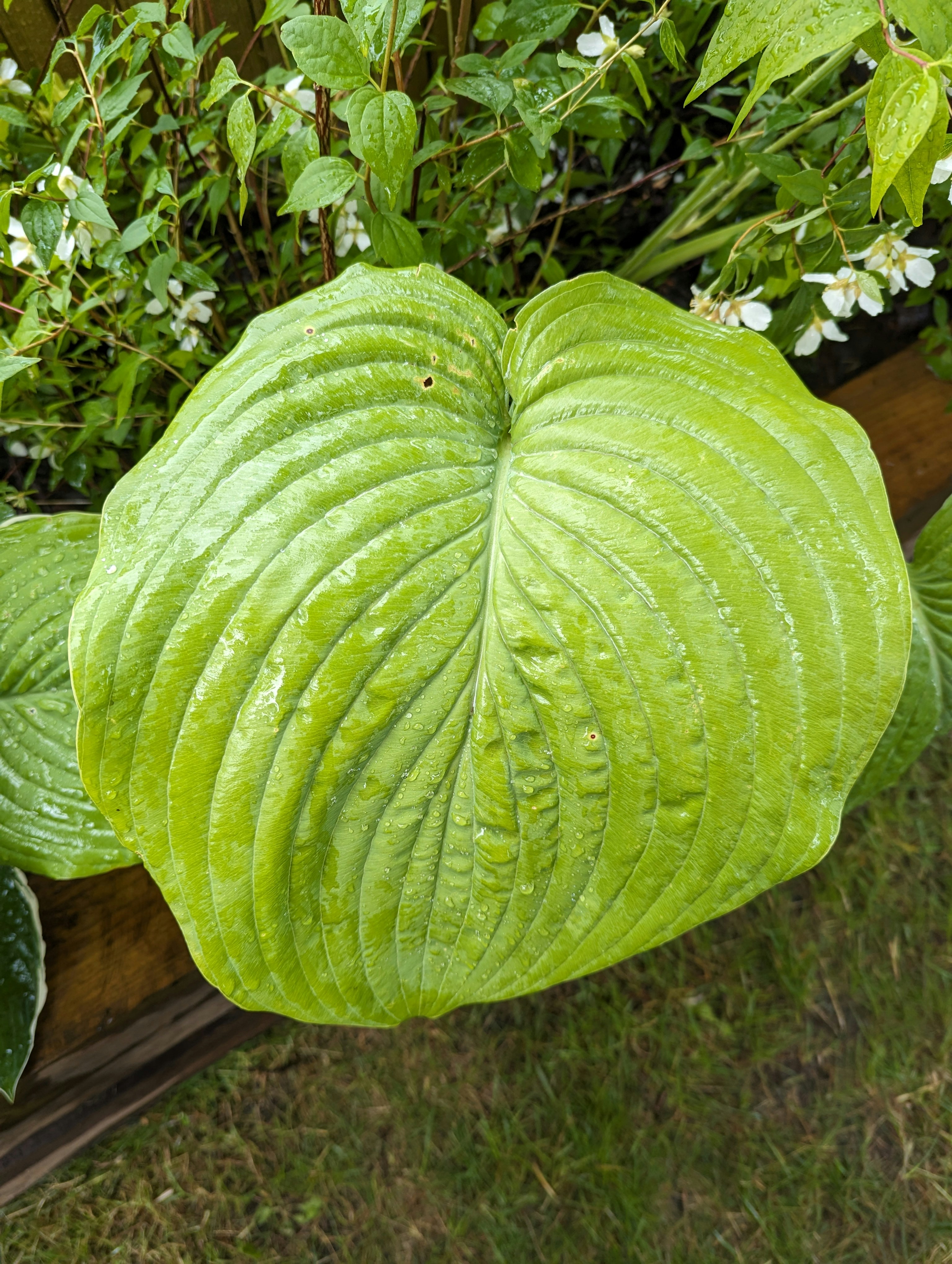 Lime Heart: sculpted ribs on a giant tropical leaf
