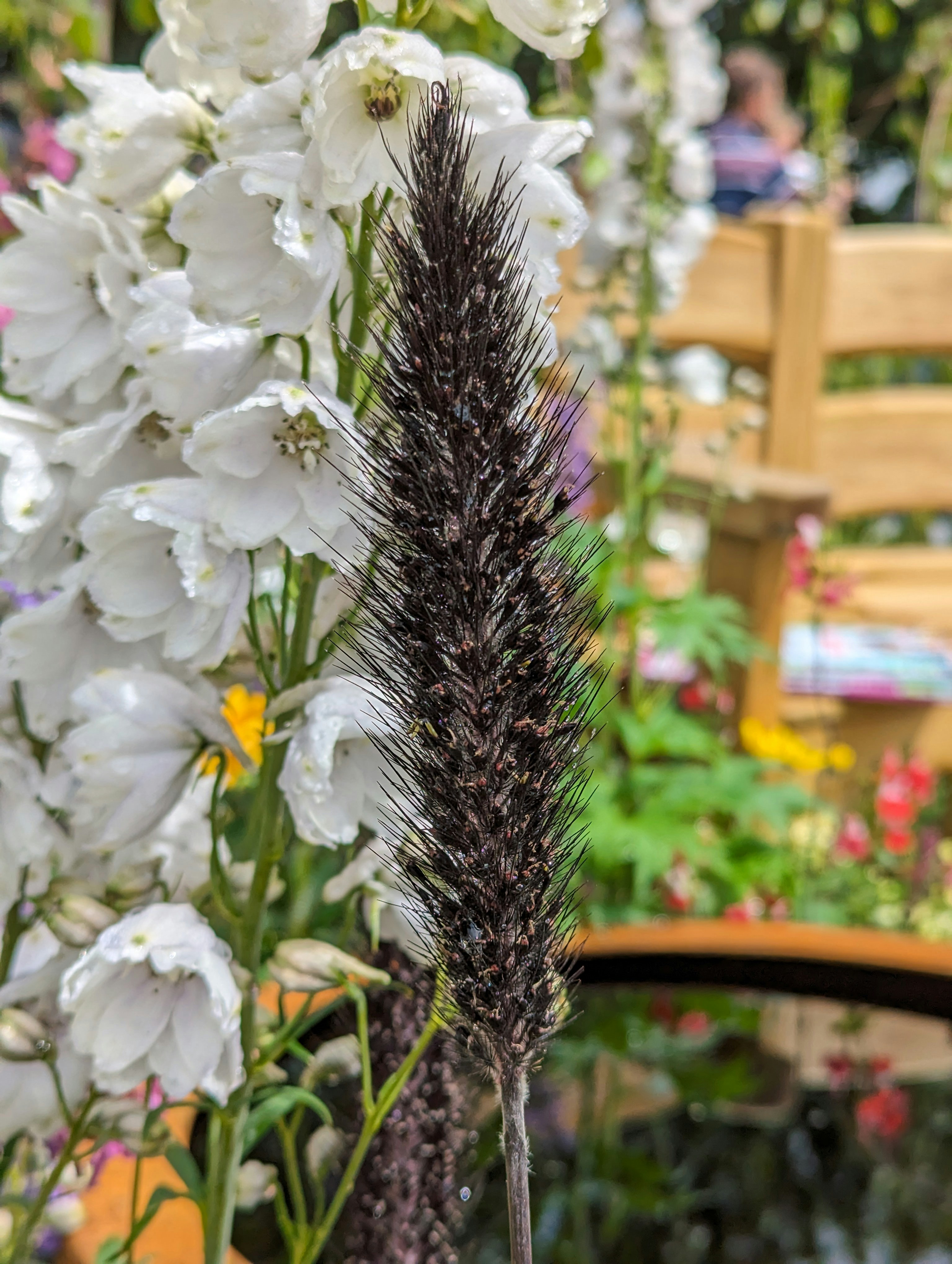Dark Plum Seed Head Reaching Among White Blooms