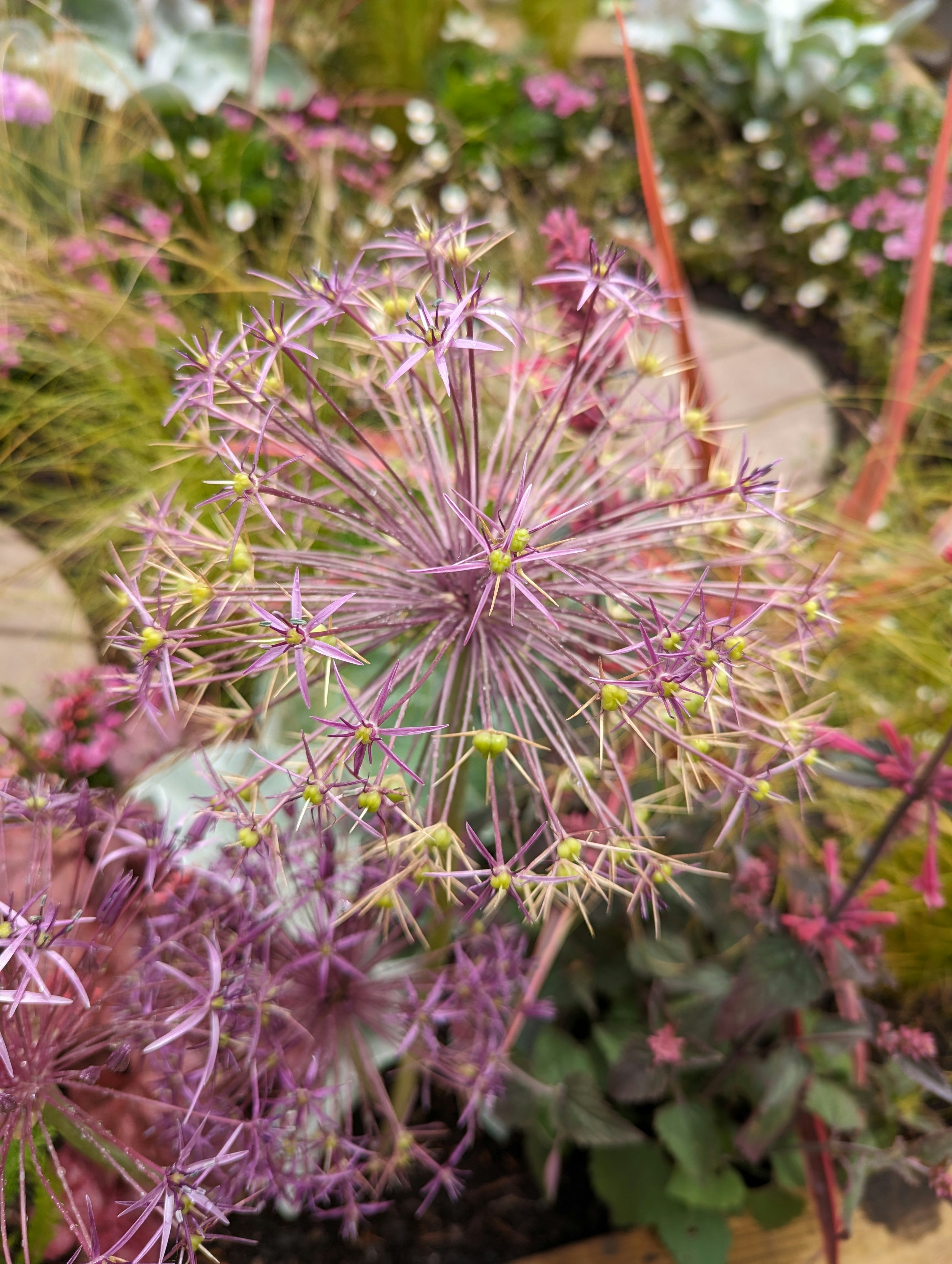 Starburst in a Garden: Pink and Purple Globe Cactus Bloom