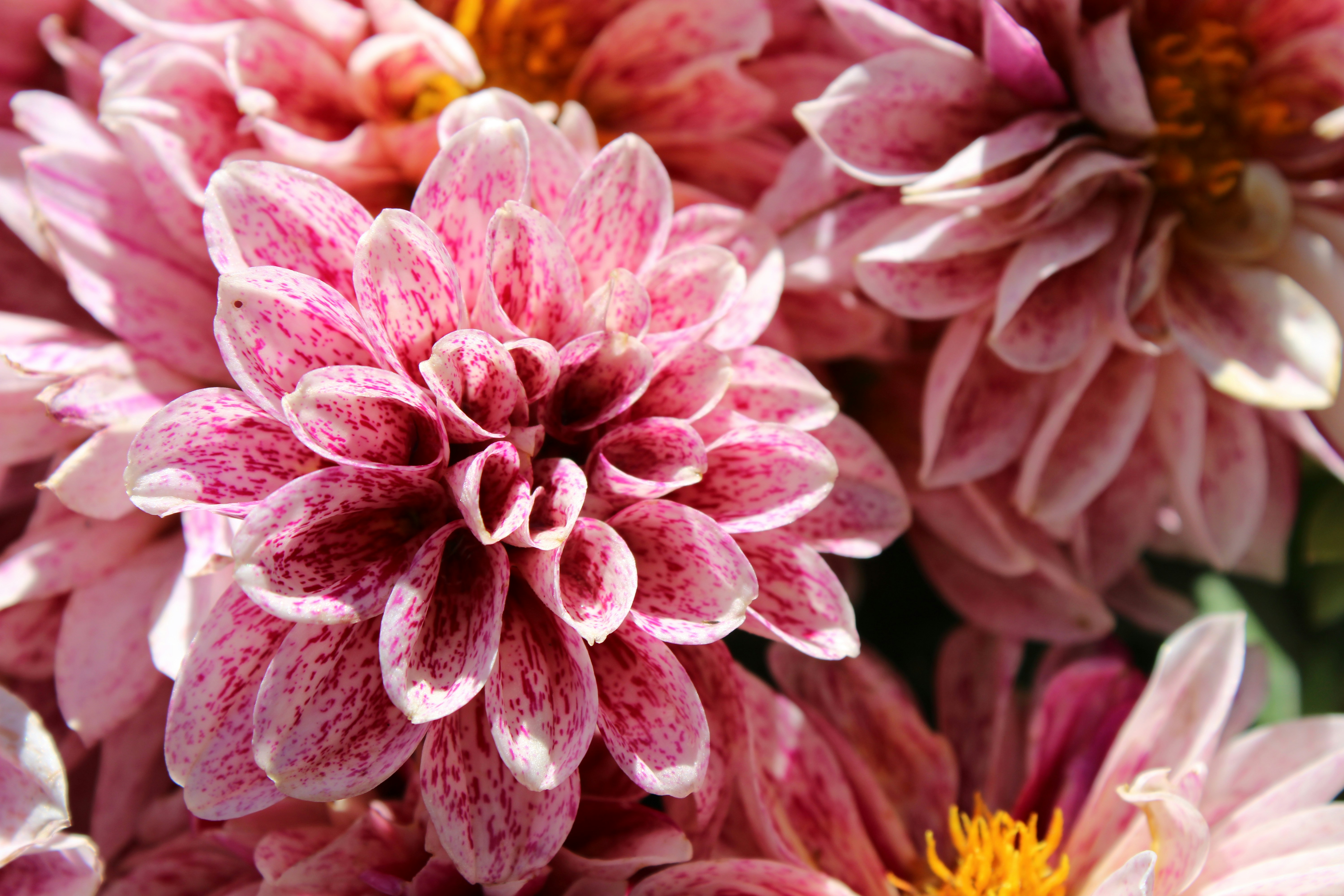 Maggie Andrews (@missmae02) | Komunitas Foto Unsplash