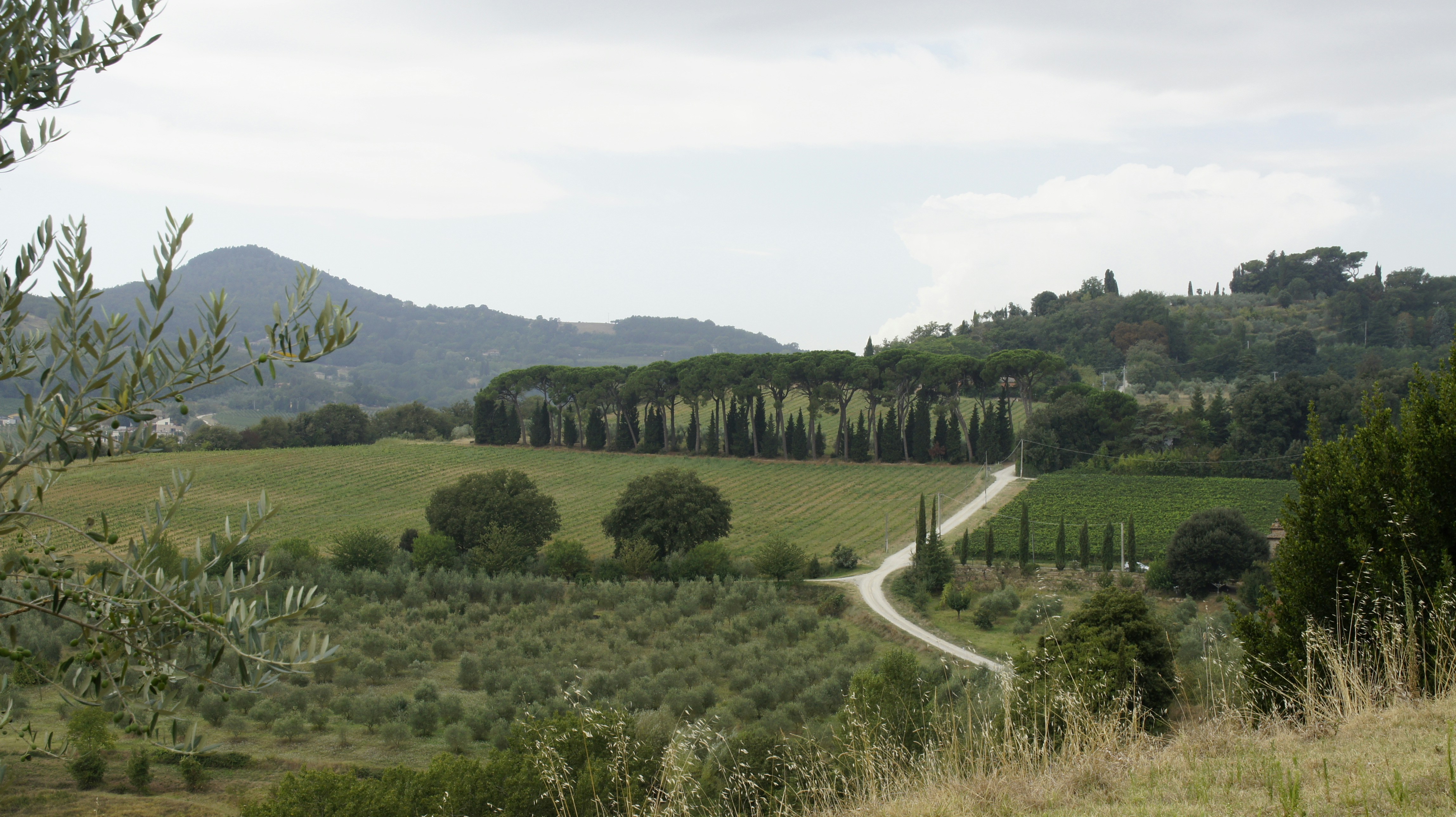 Curved road winds through olive groves and vineyards with distant hills under a cloudy sky.