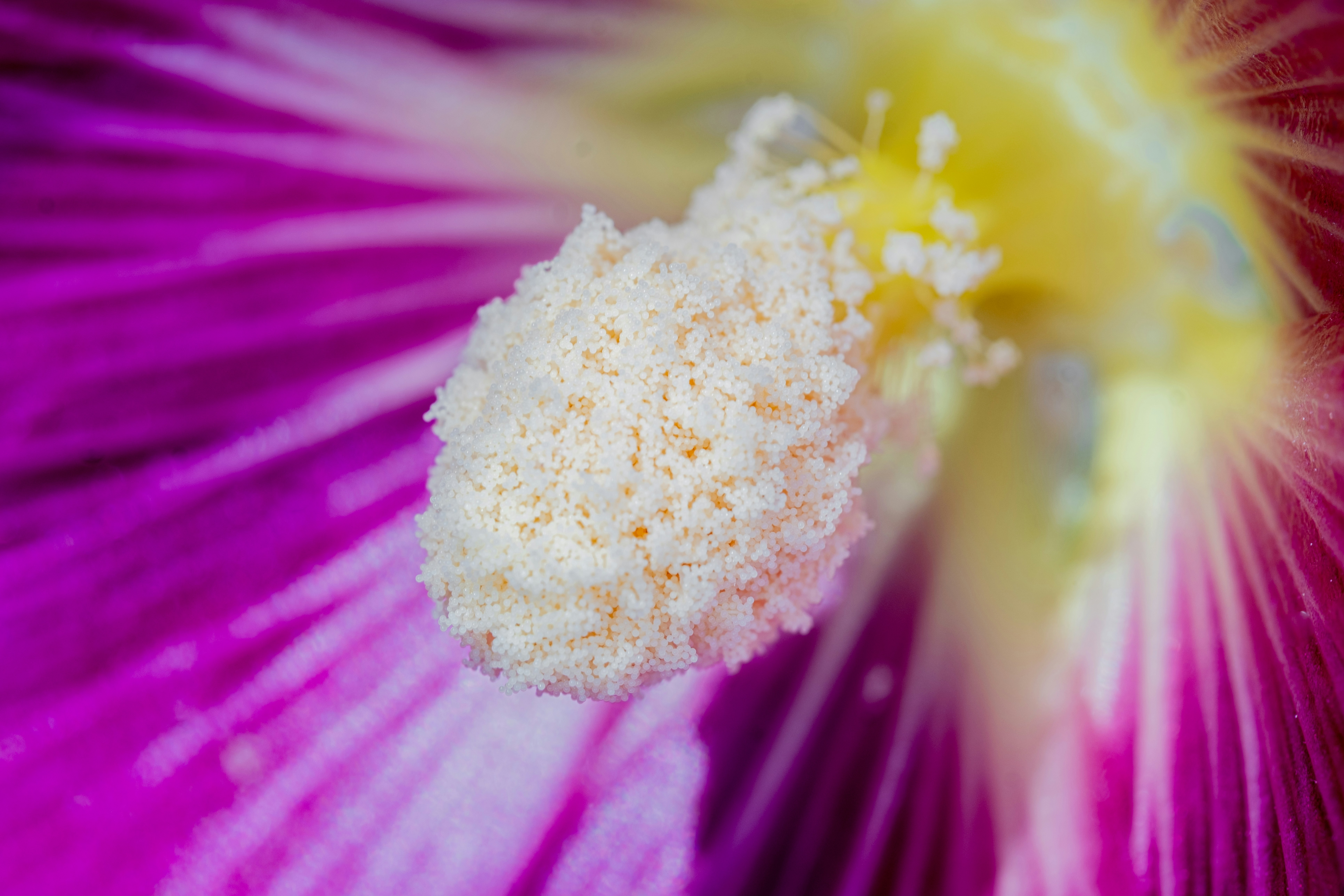 Petal Symphony: A Close-Up of Floral Pollen