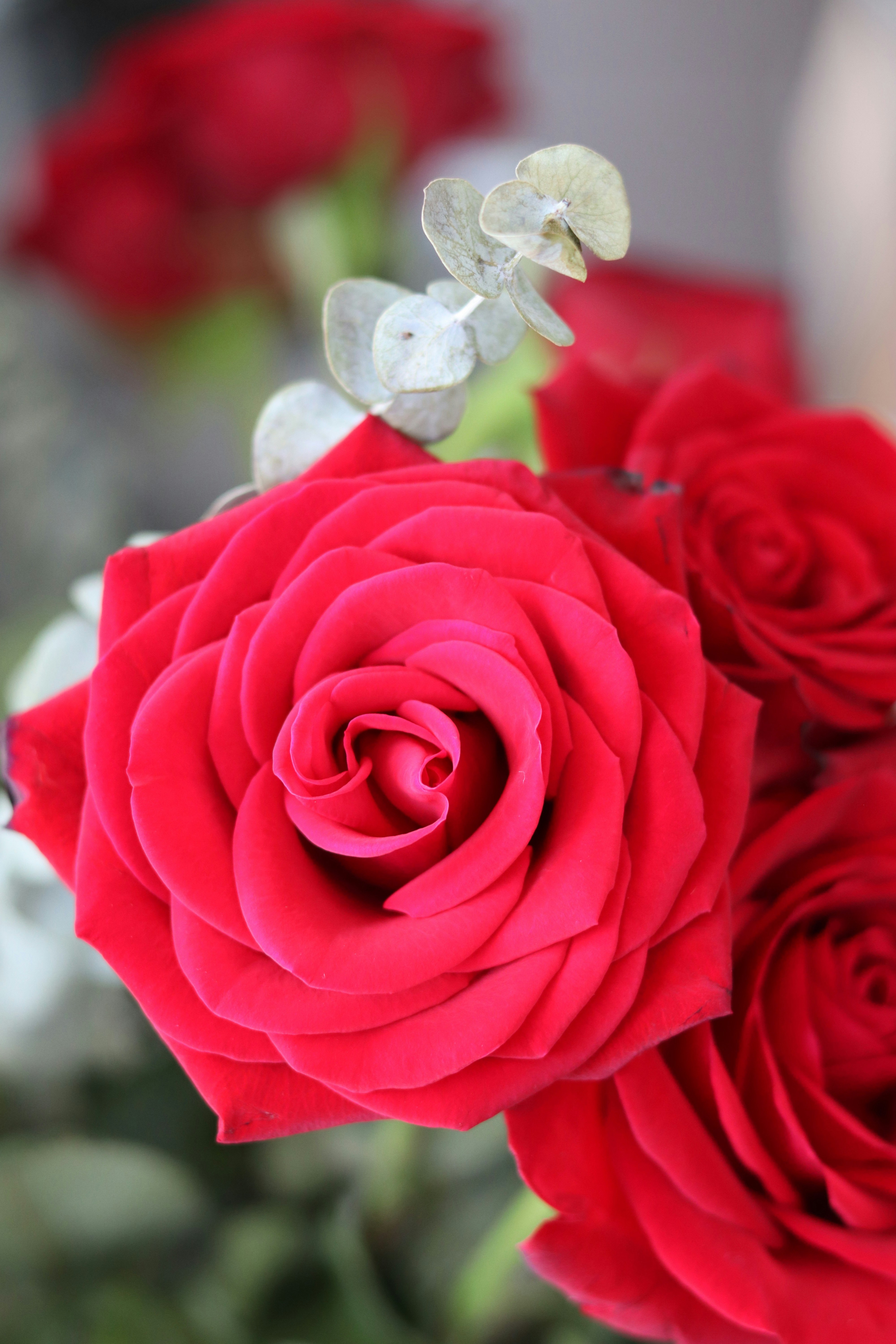 A bouquet of red roses in a vase photo – Free Flowers Image on Unsplash
