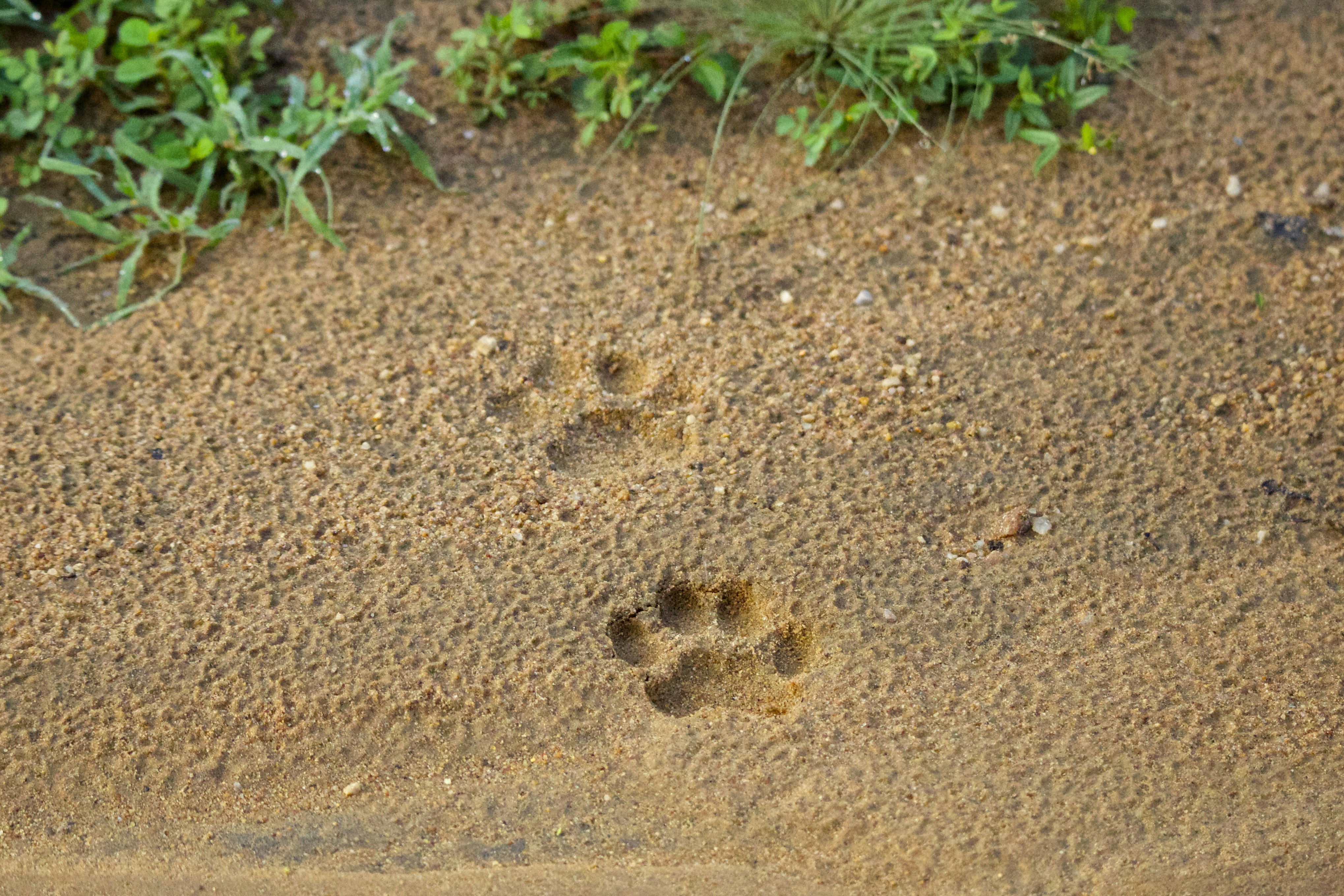 Footprints in Quiet Sand: A Subtle Tale of Footsteps and Grass