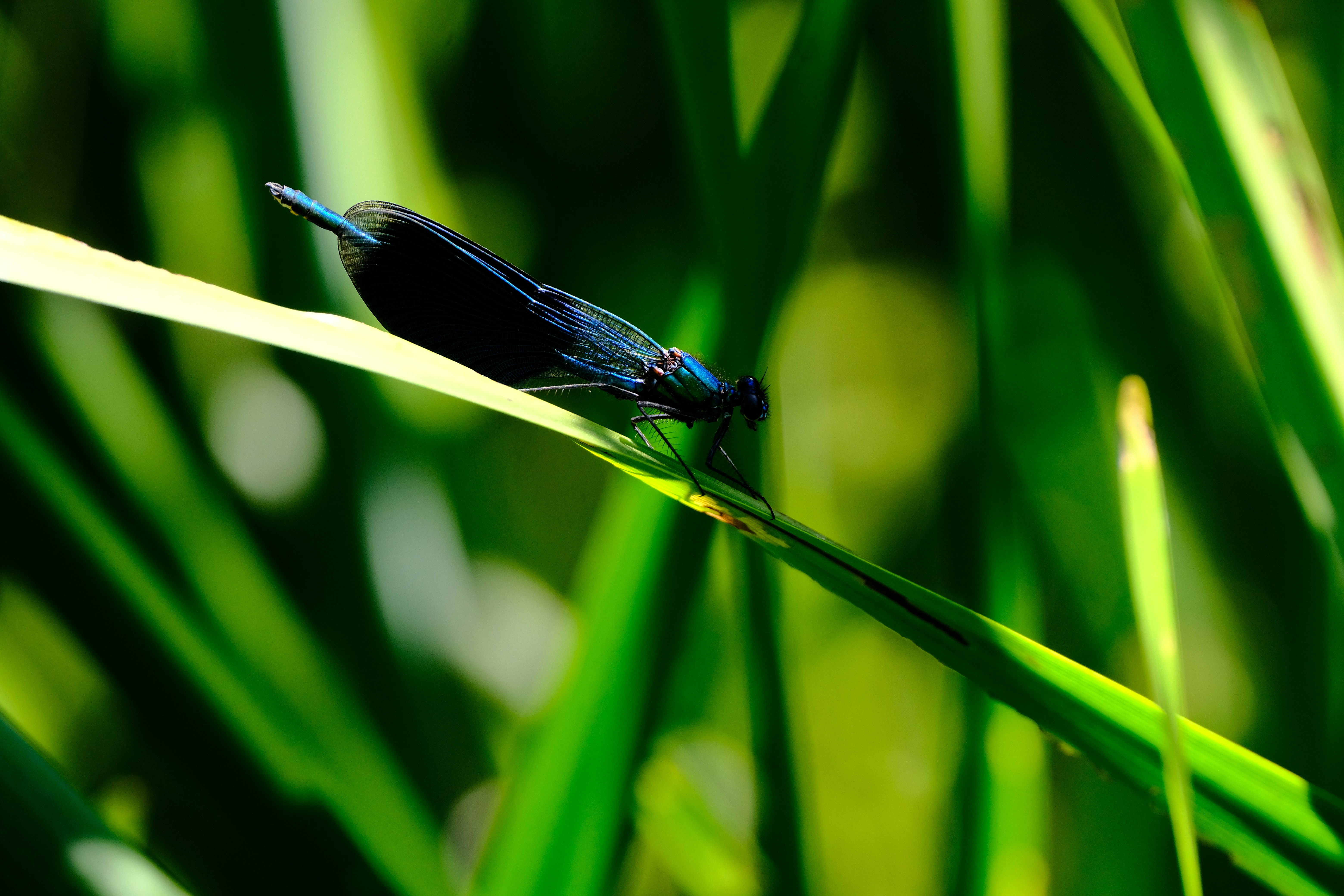 A blue and black insect sitting on a blade of grass photo – Free Russia ...