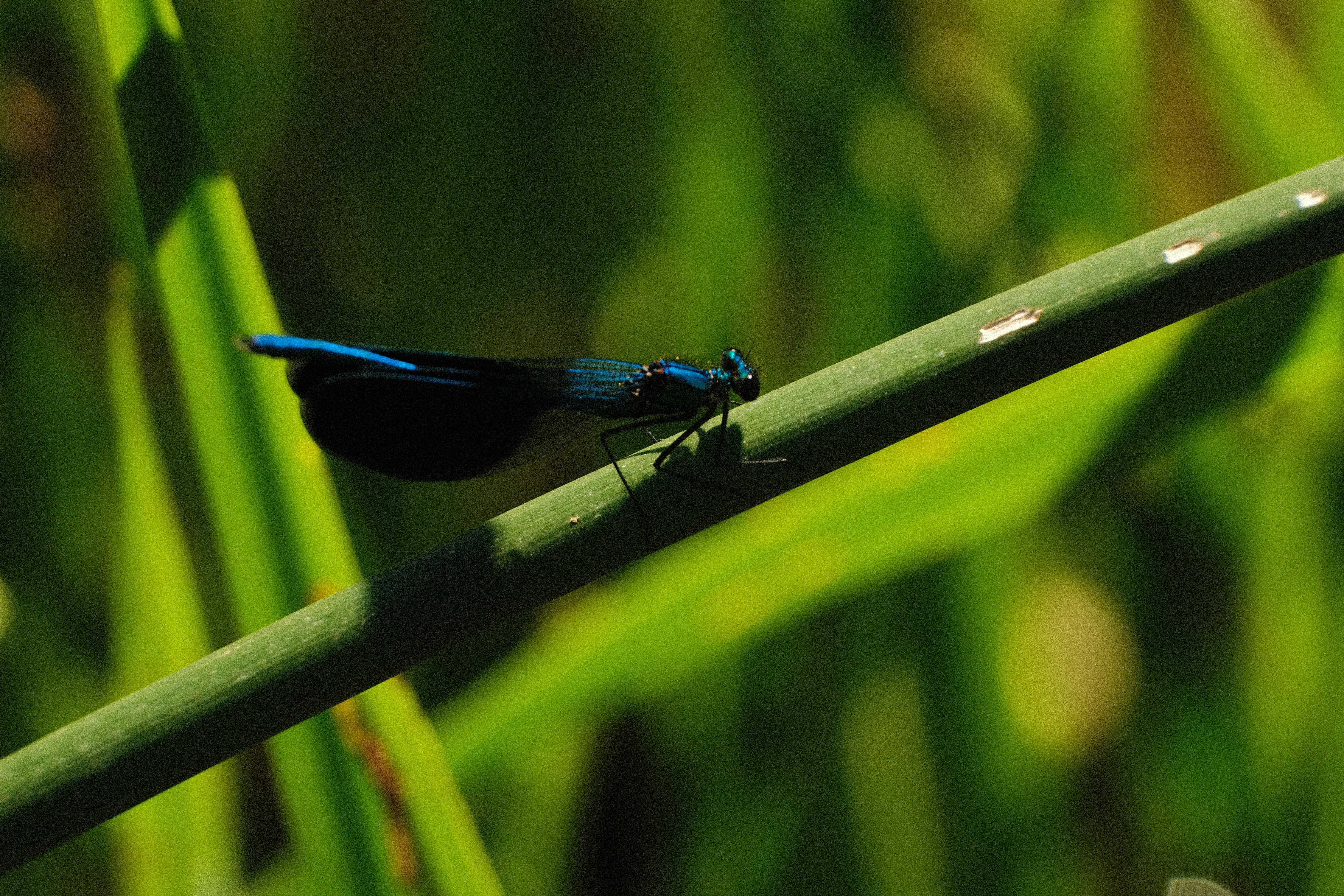 A blue and black insect sitting on top of a green plant photo – Free ...