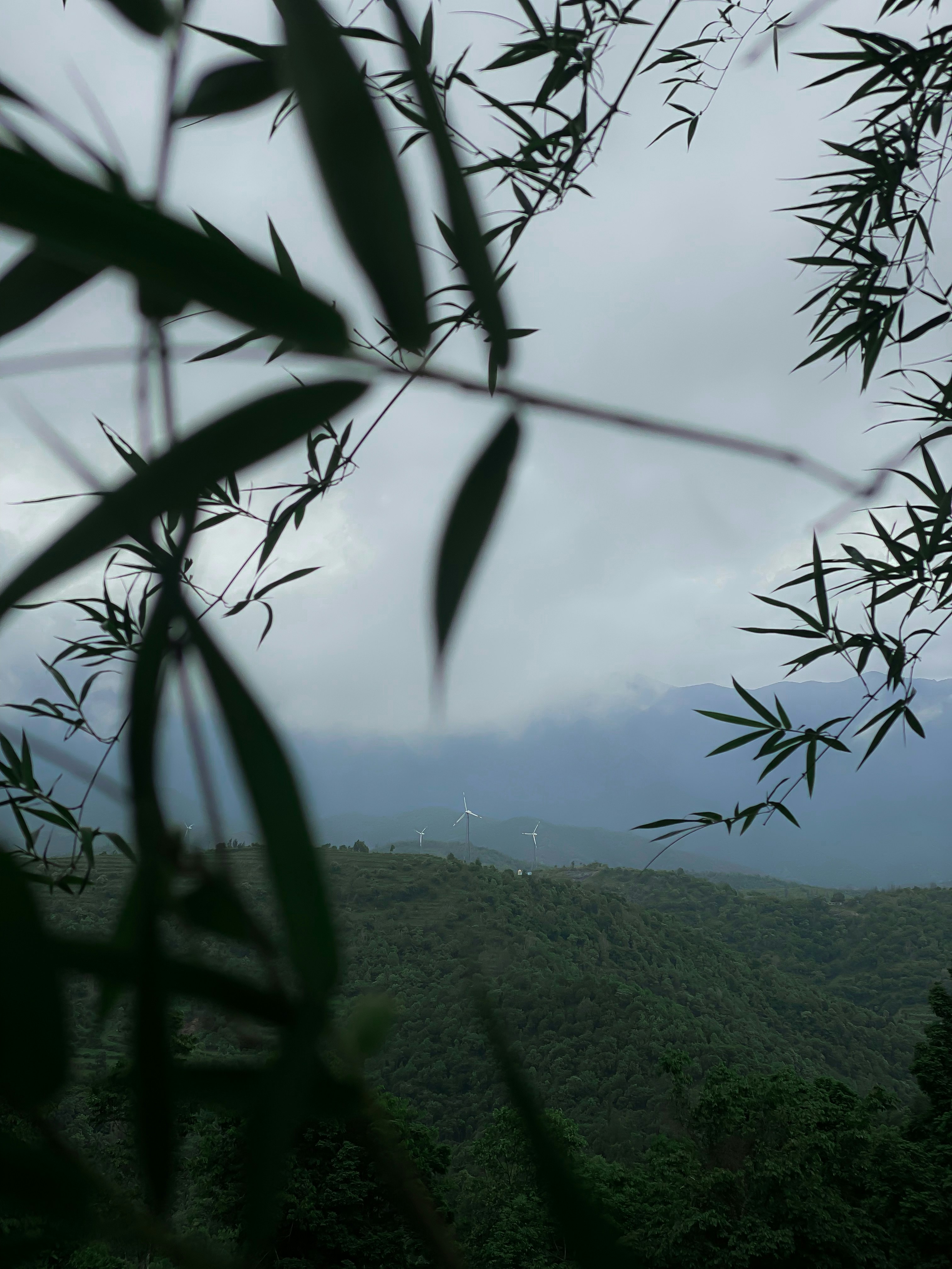 Ridgewind through Framing Leaves: Distant Turbines on a Misty Horizon