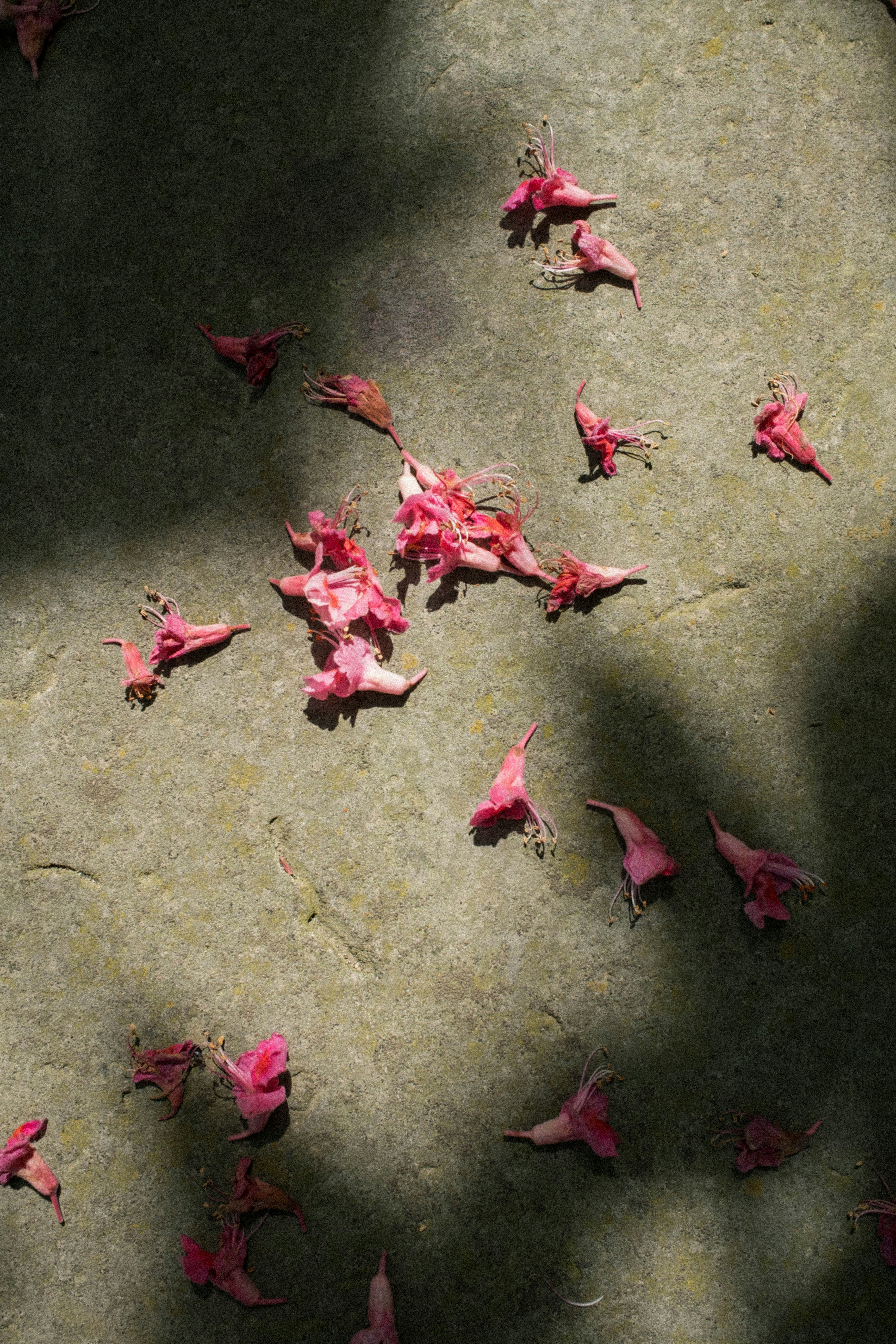 Petals as Confetti on a Quiet Concrete Canvas