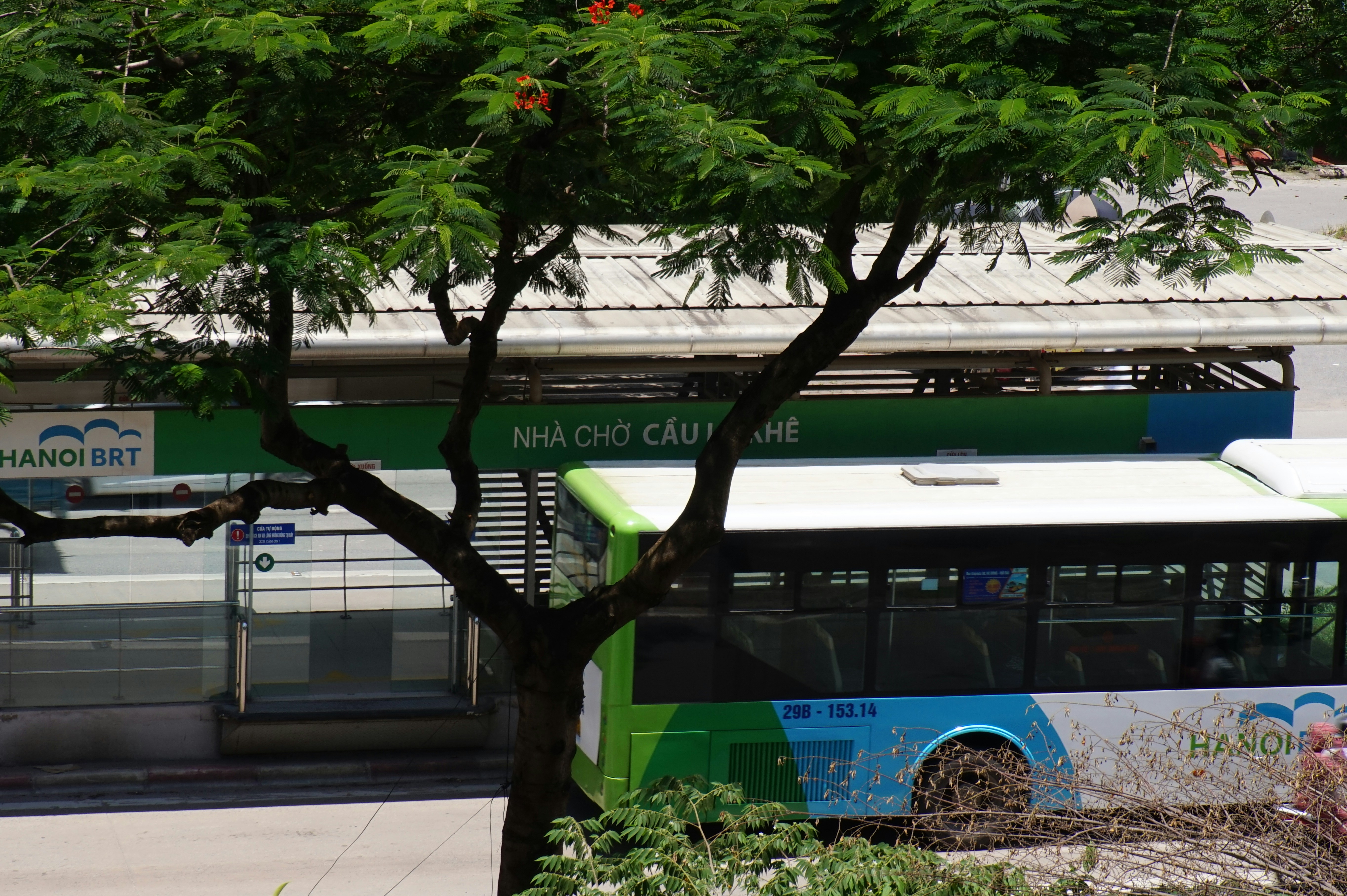 A green and white bus parked next to a tree photo – Free Bus Image on ...