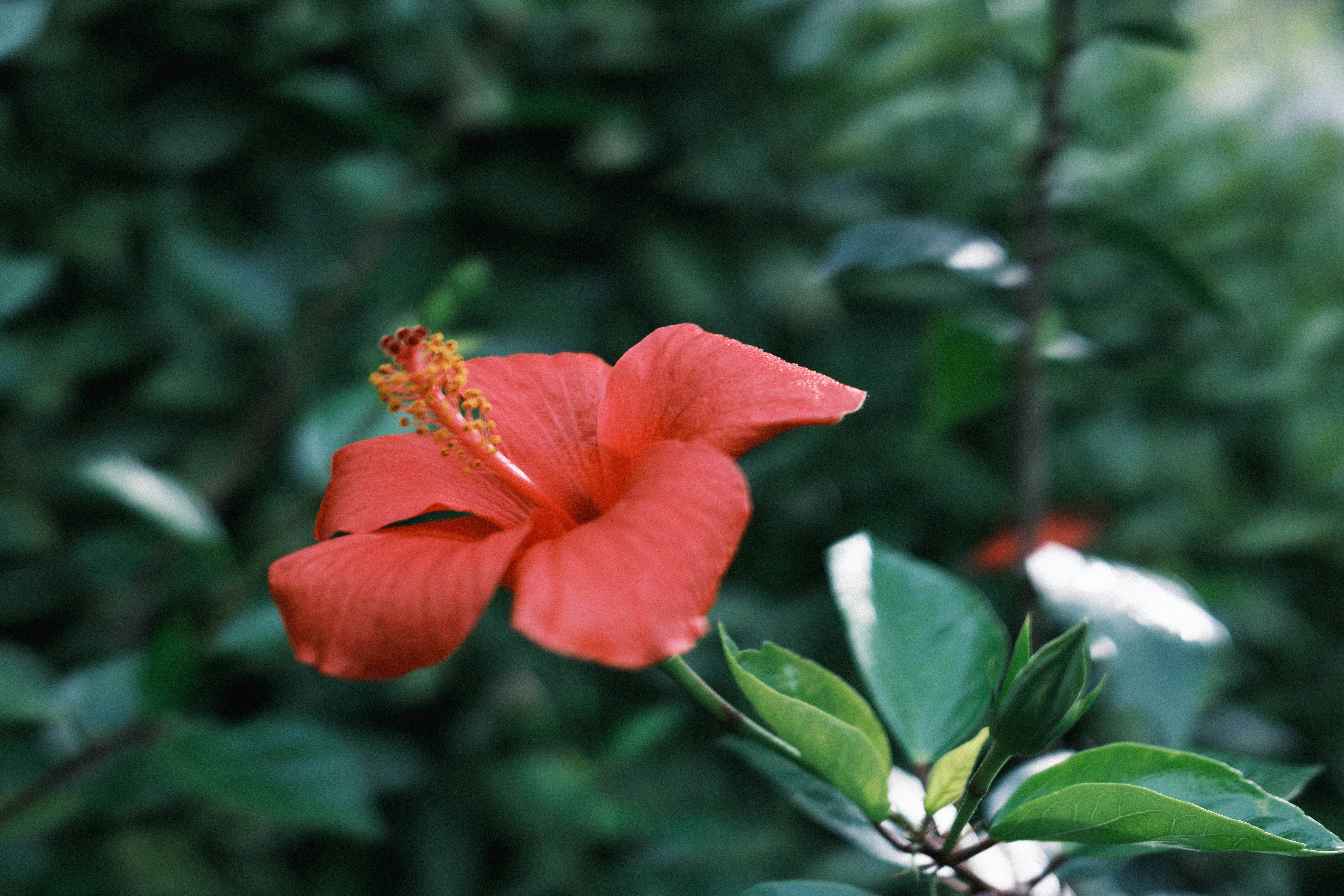 Crimson Hibiscus Emerging from a Velvet Green Backdrop