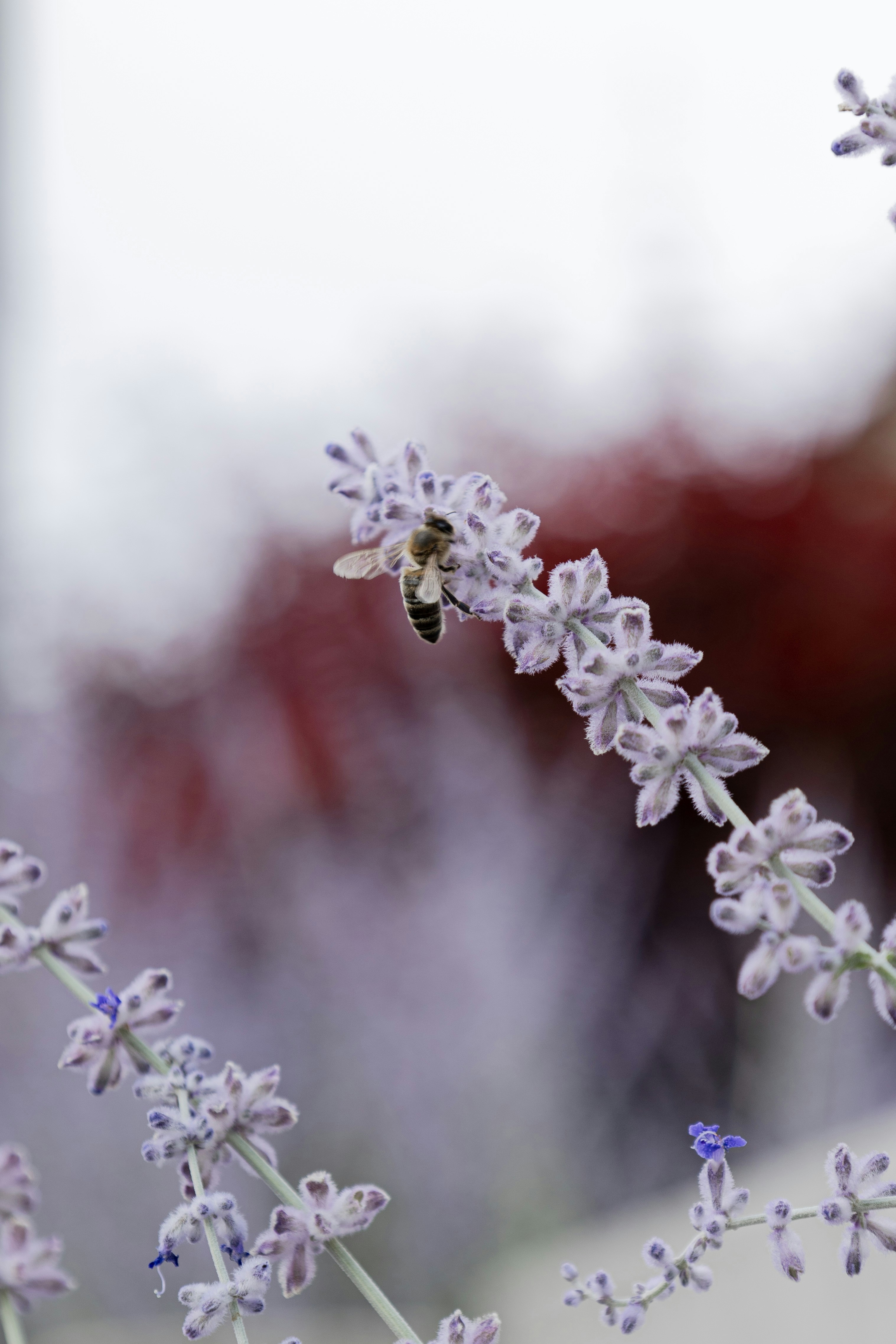 Bee on Frosted Lavender: A Quiet Moment of Winter Pollination