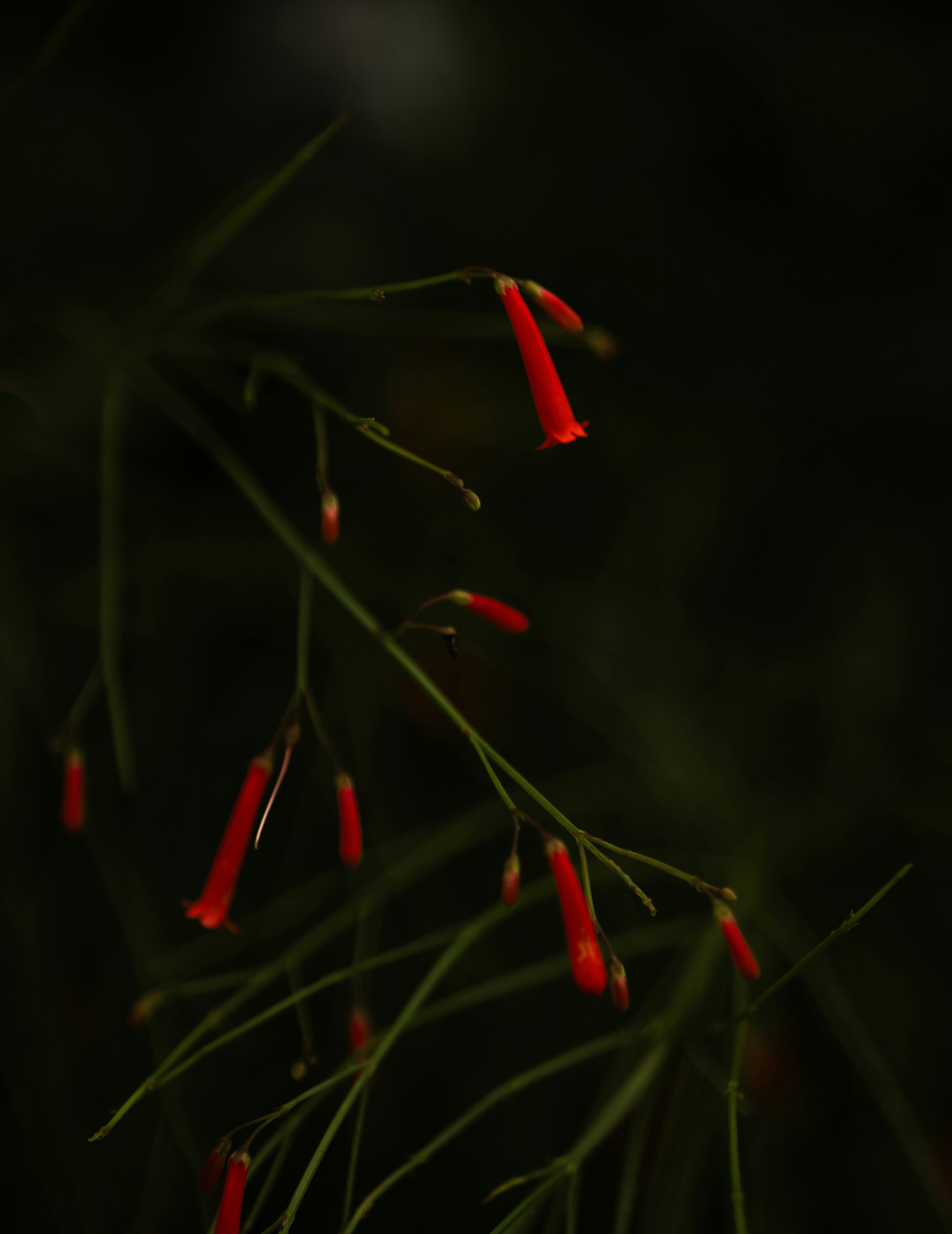 Crimson Lanterns in Velvet Shadow: a Minimal Botanical Portrait