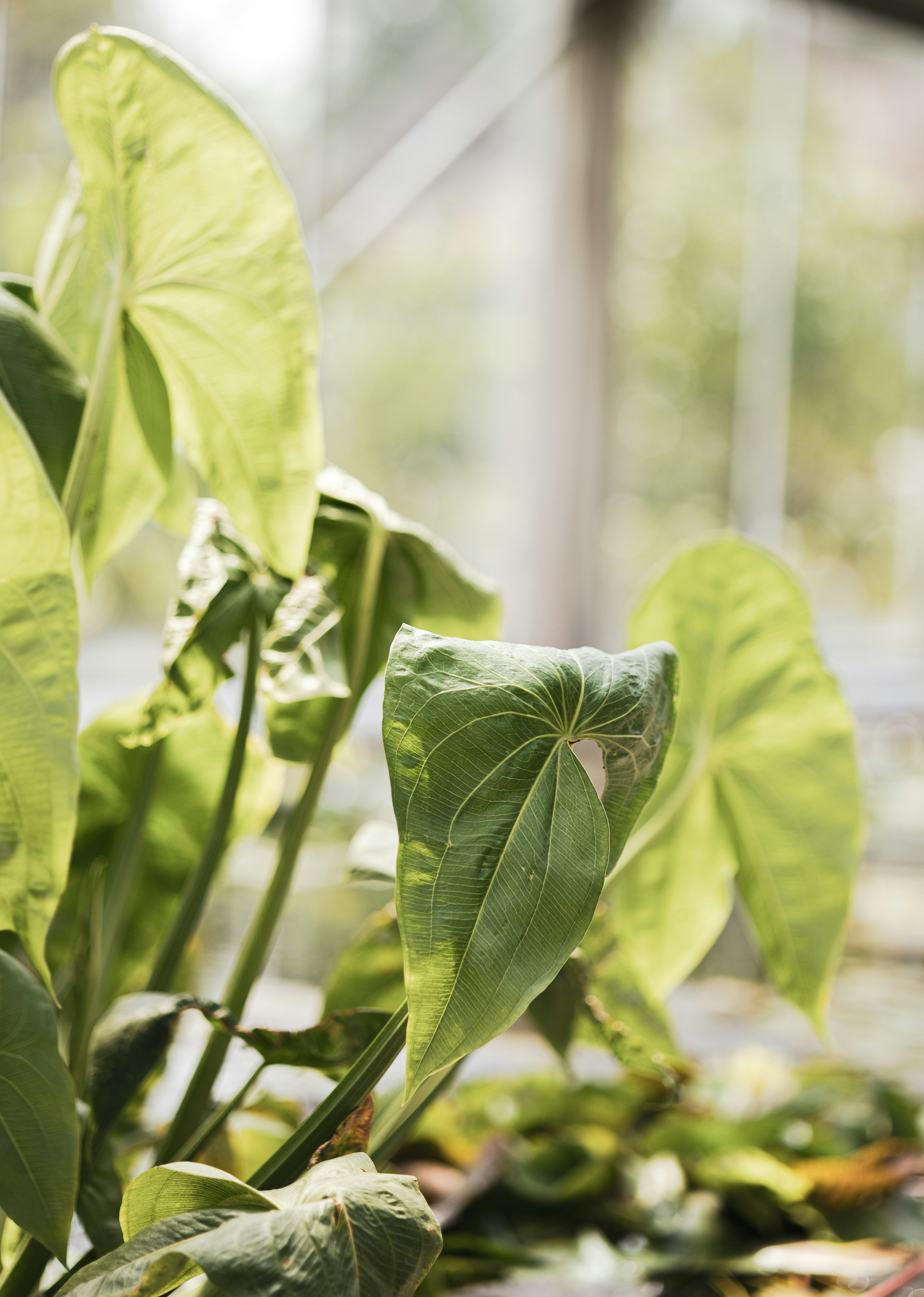 A close up of a plant in a greenhouse photo – Free Plant Image on Unsplash