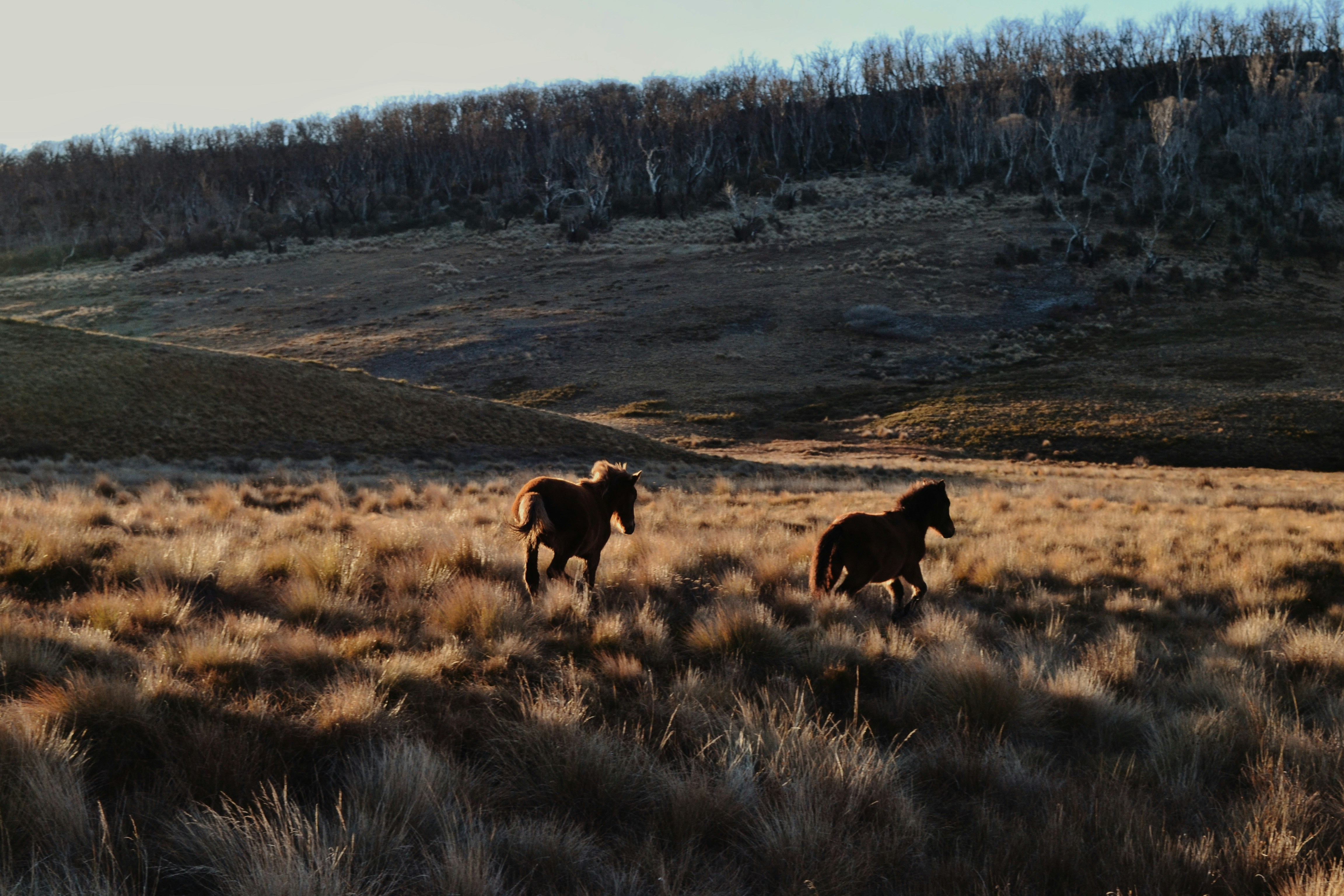 Australian brumbies.