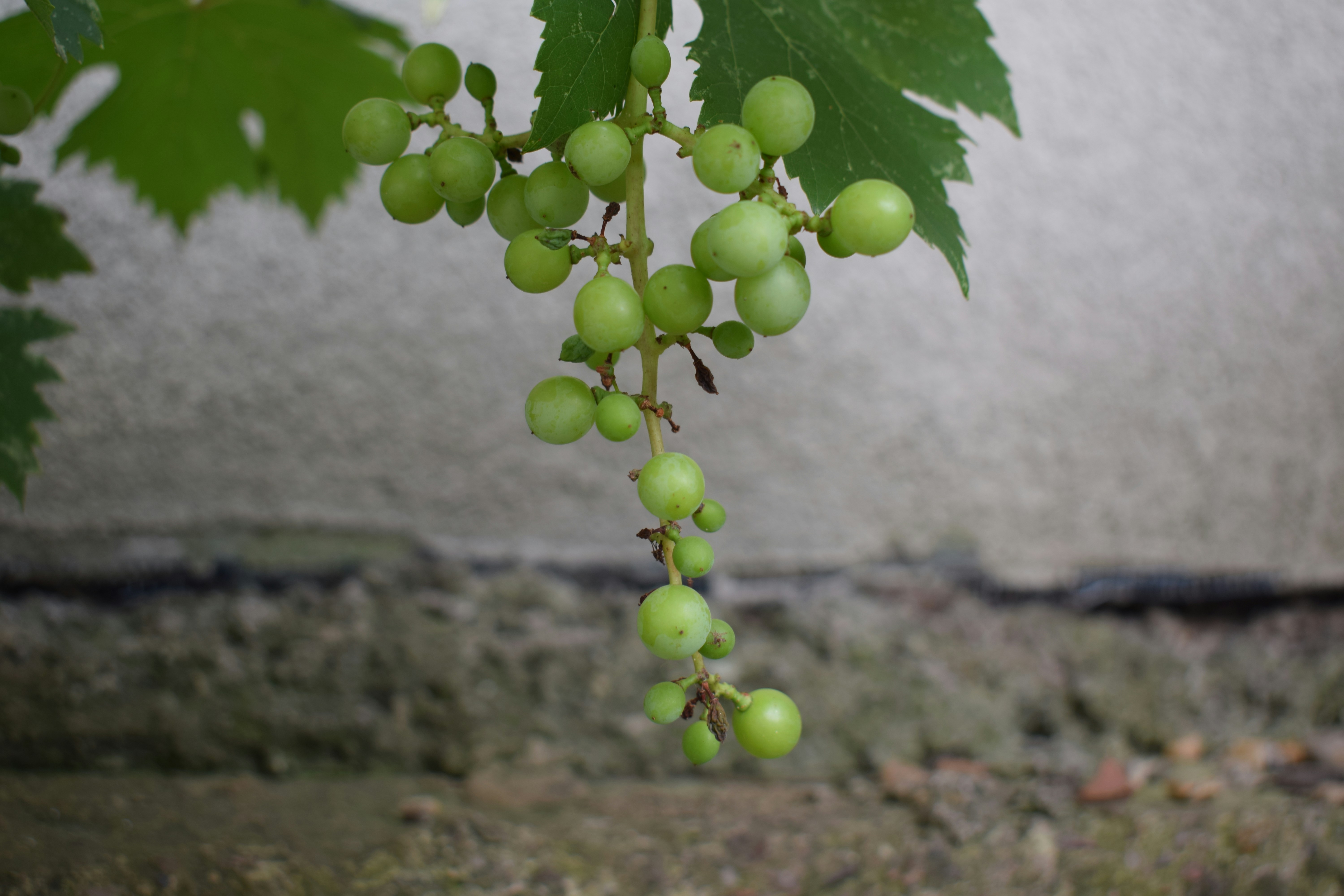 Photo by Marija Zaric with Nikon D5300